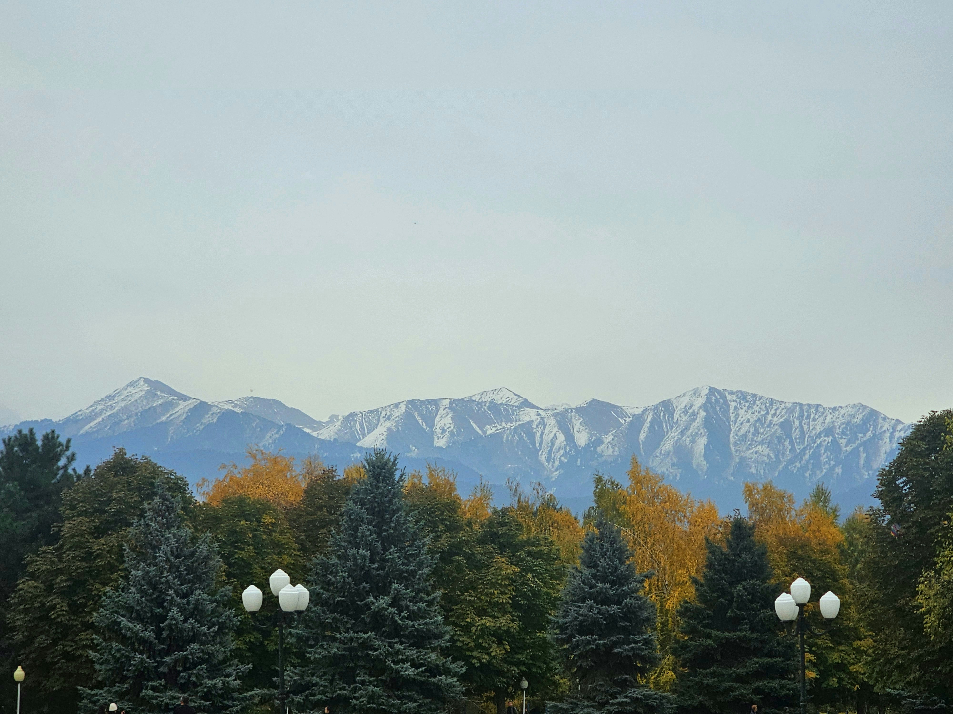 Autumn Pines Before the Snow-kissed Range
