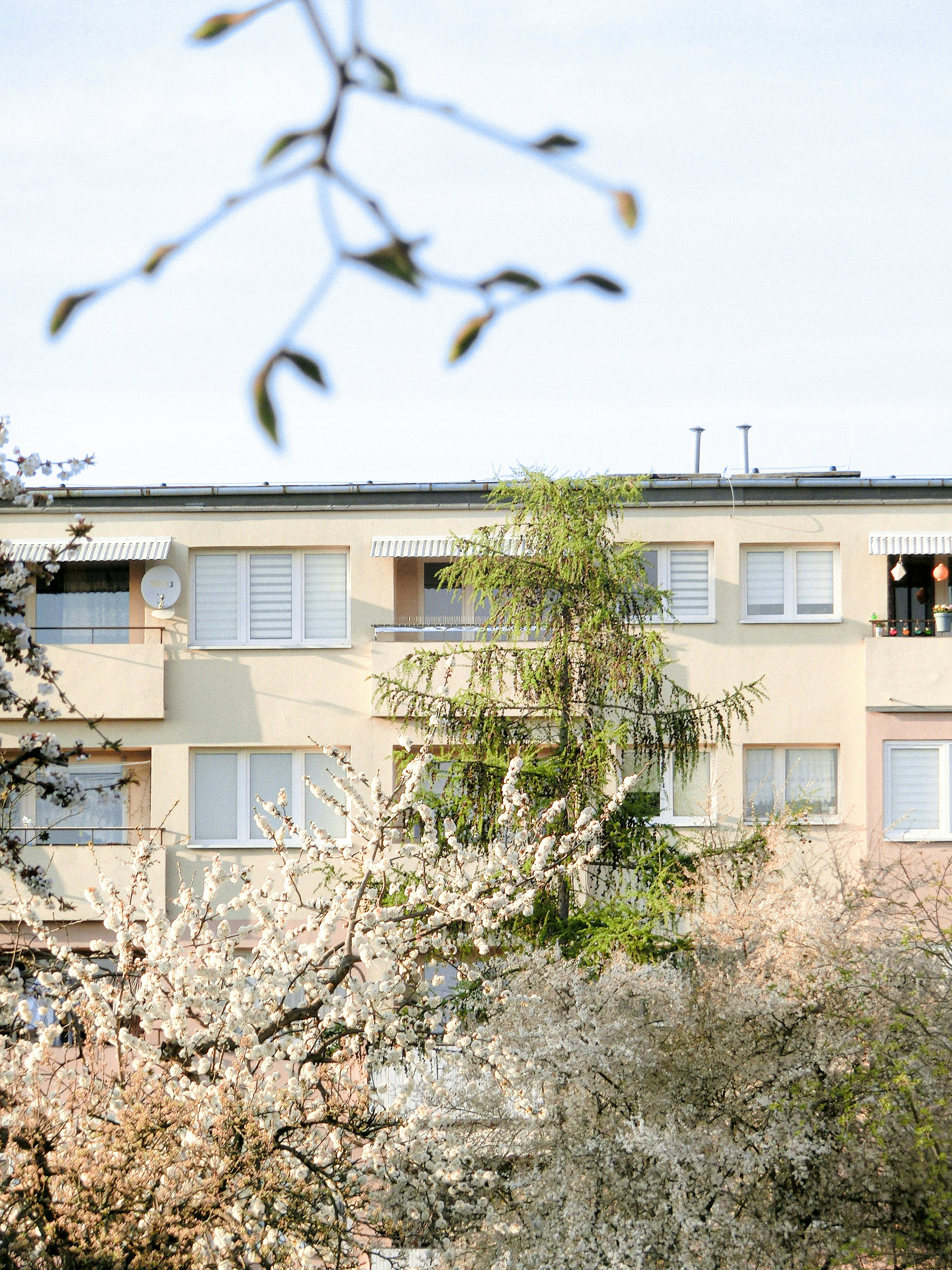 Blossoms In Front Of An Urban Terrace