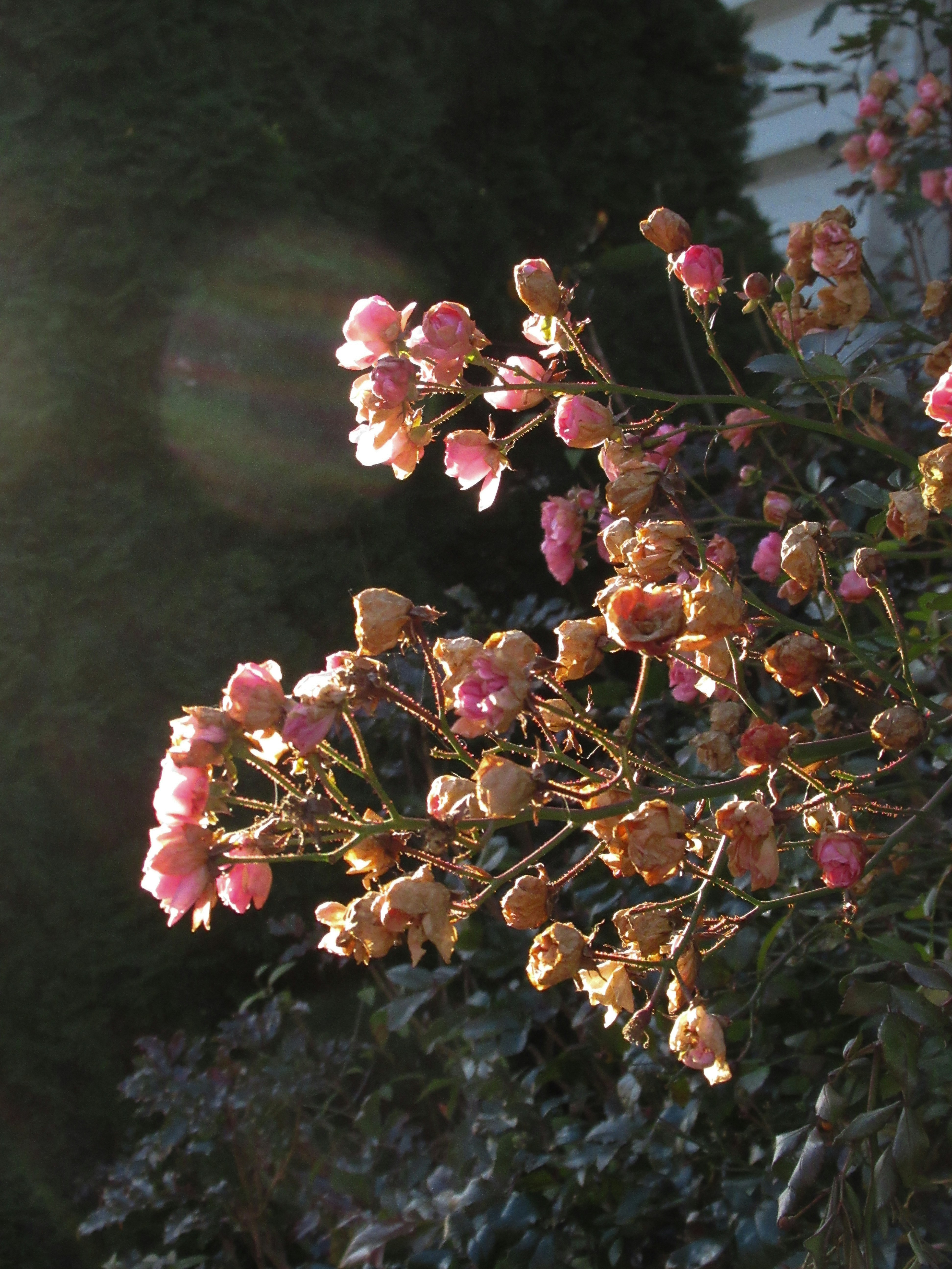 Branching Bloom in Autumn Light