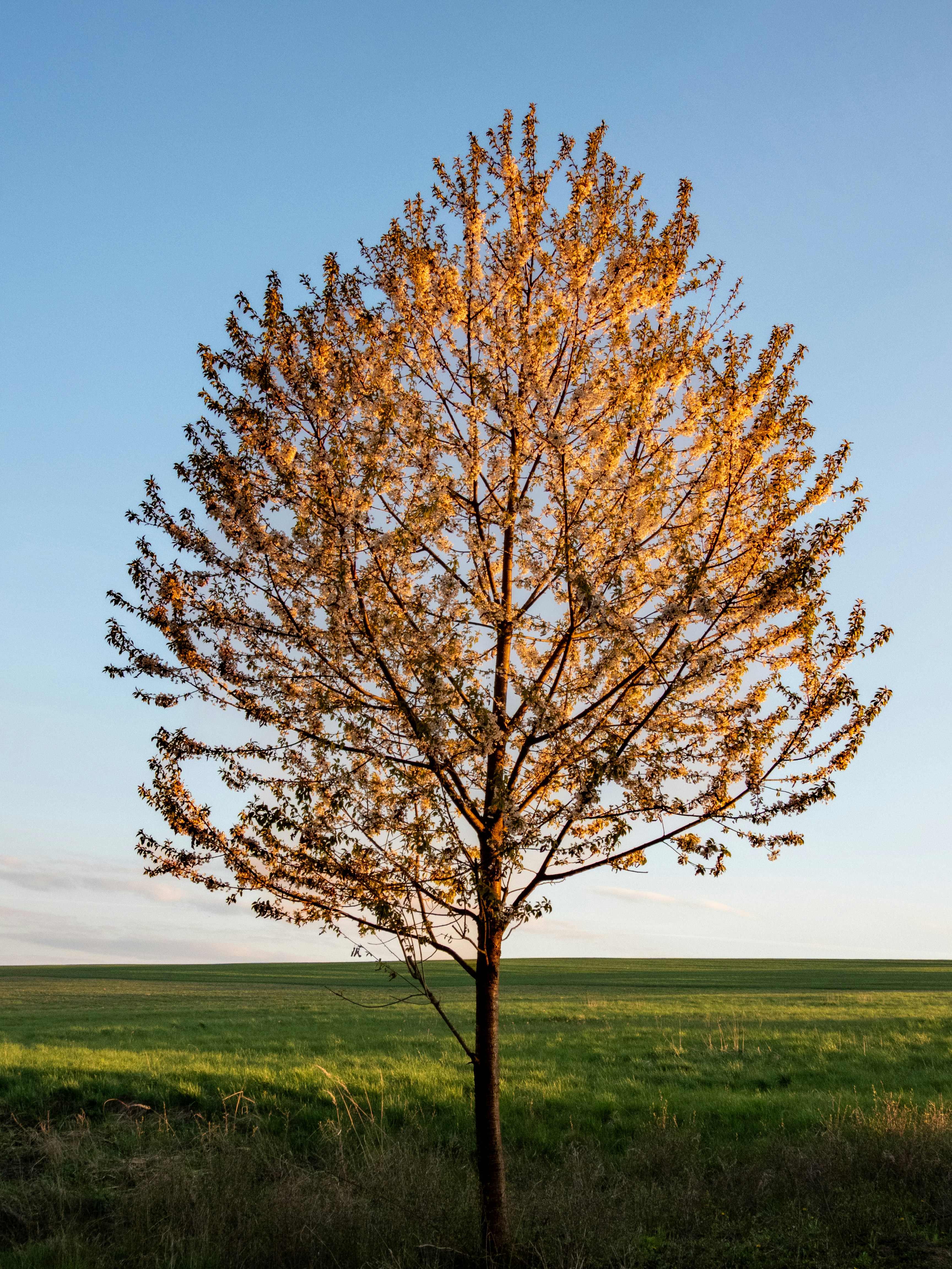 Golden hour magic: A blossoming tree glowing in the warm light of a spring sunset.