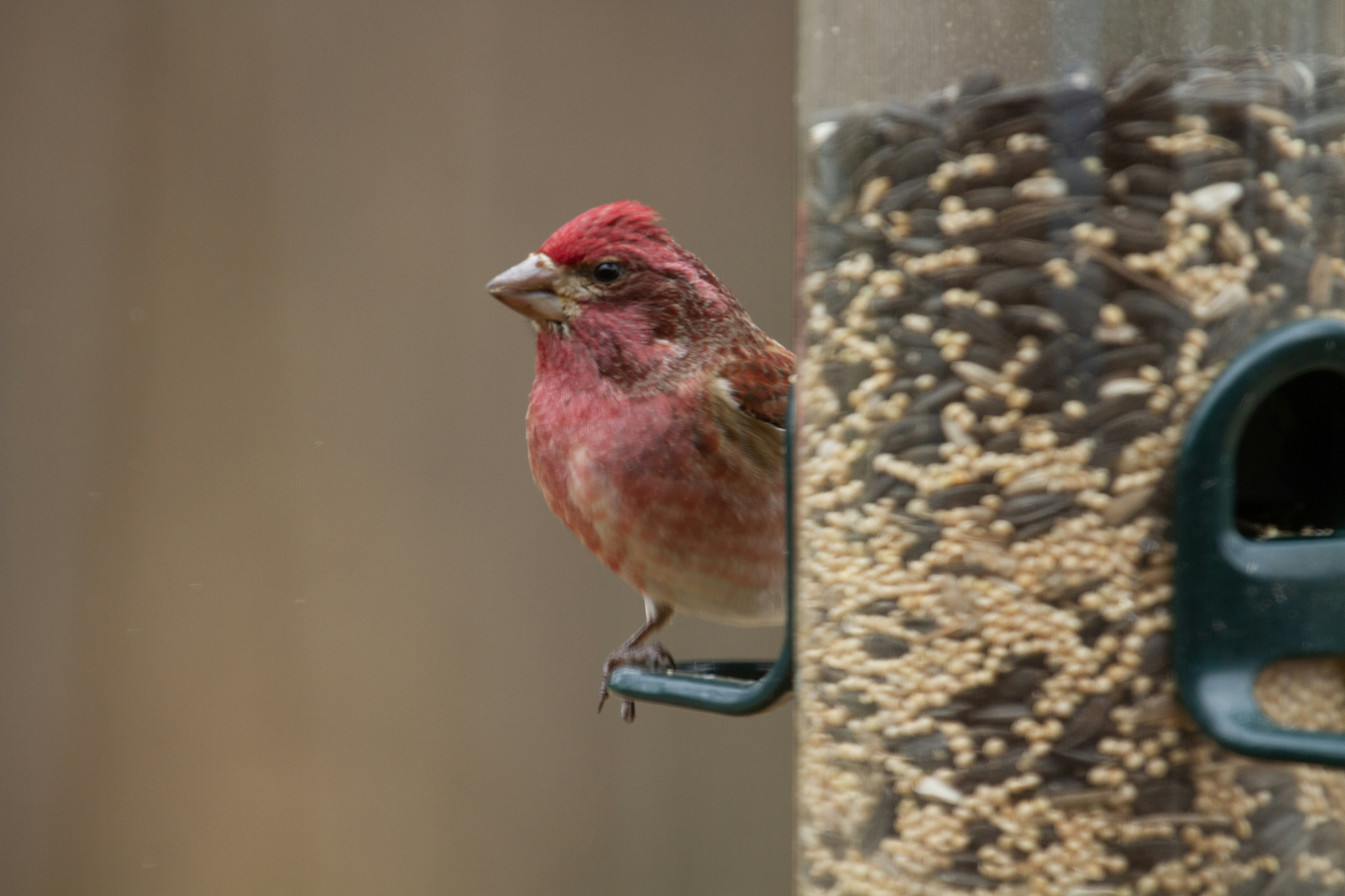 Red Finch at the Feeders: A Quick Pause by the Birdhouse