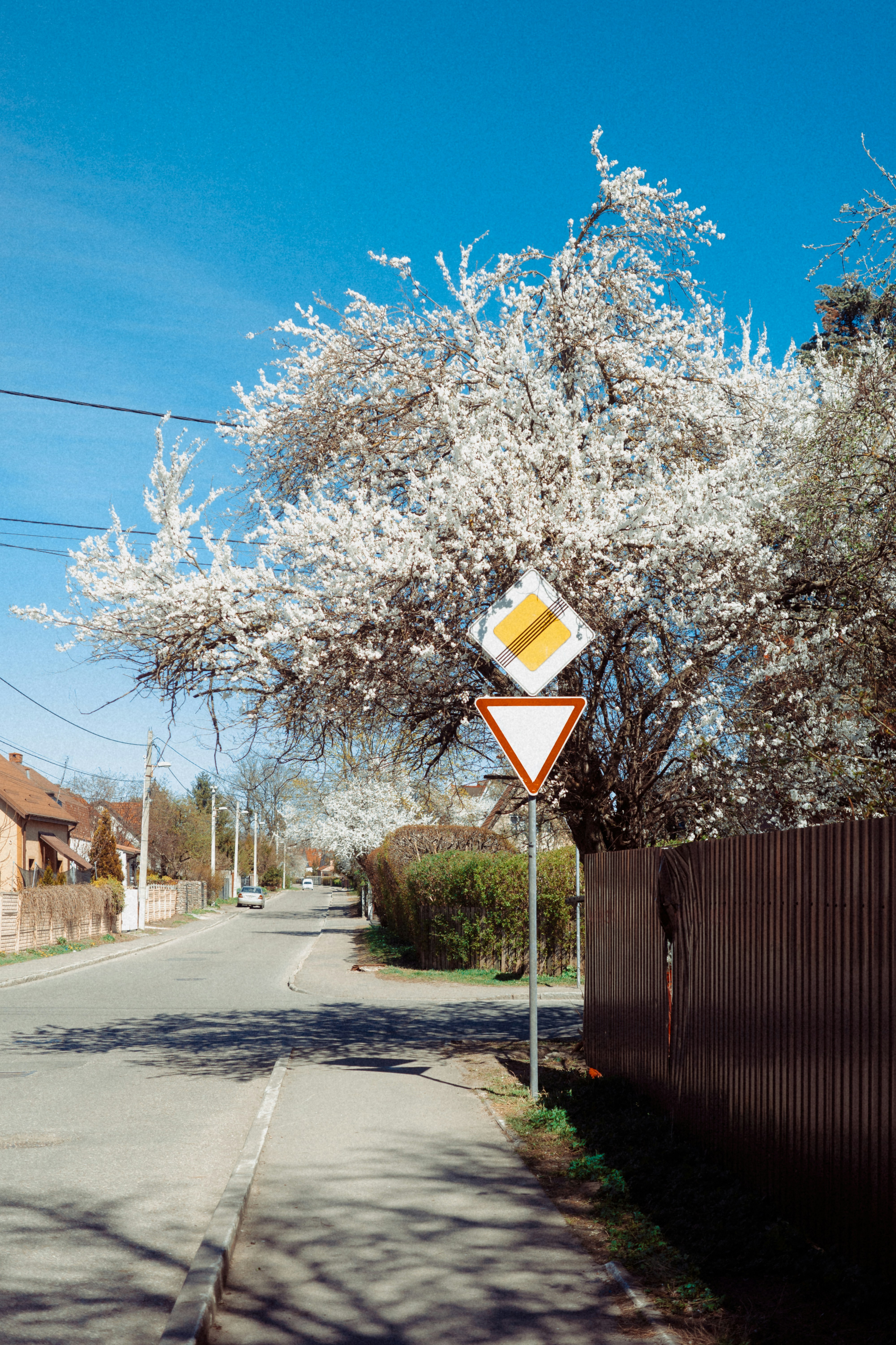 Blooming street with warning signs under a blue spring sky
