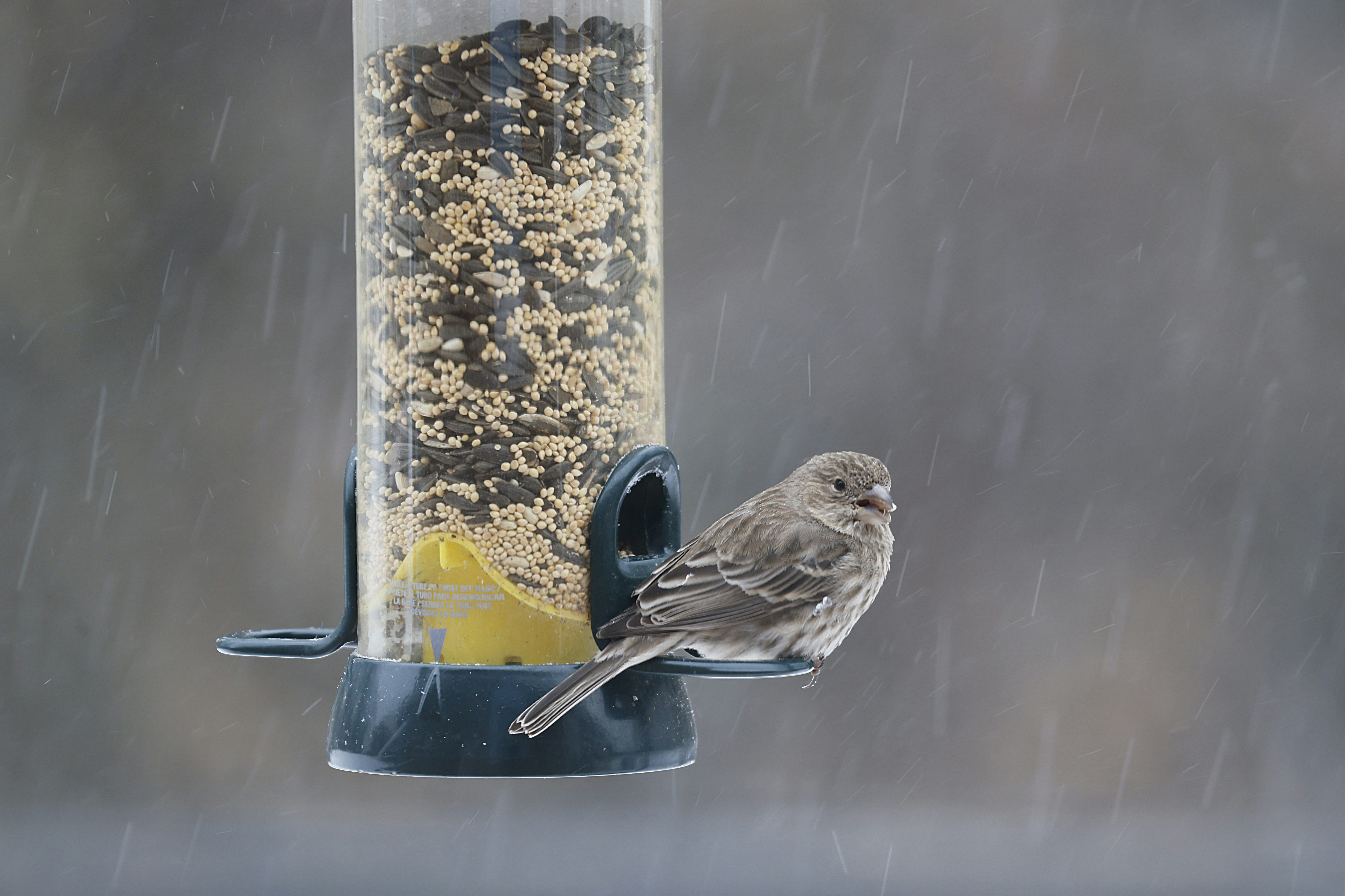 Persistent Visitor: A Sparrows’ Pause by the Feeder in Drizzling Light