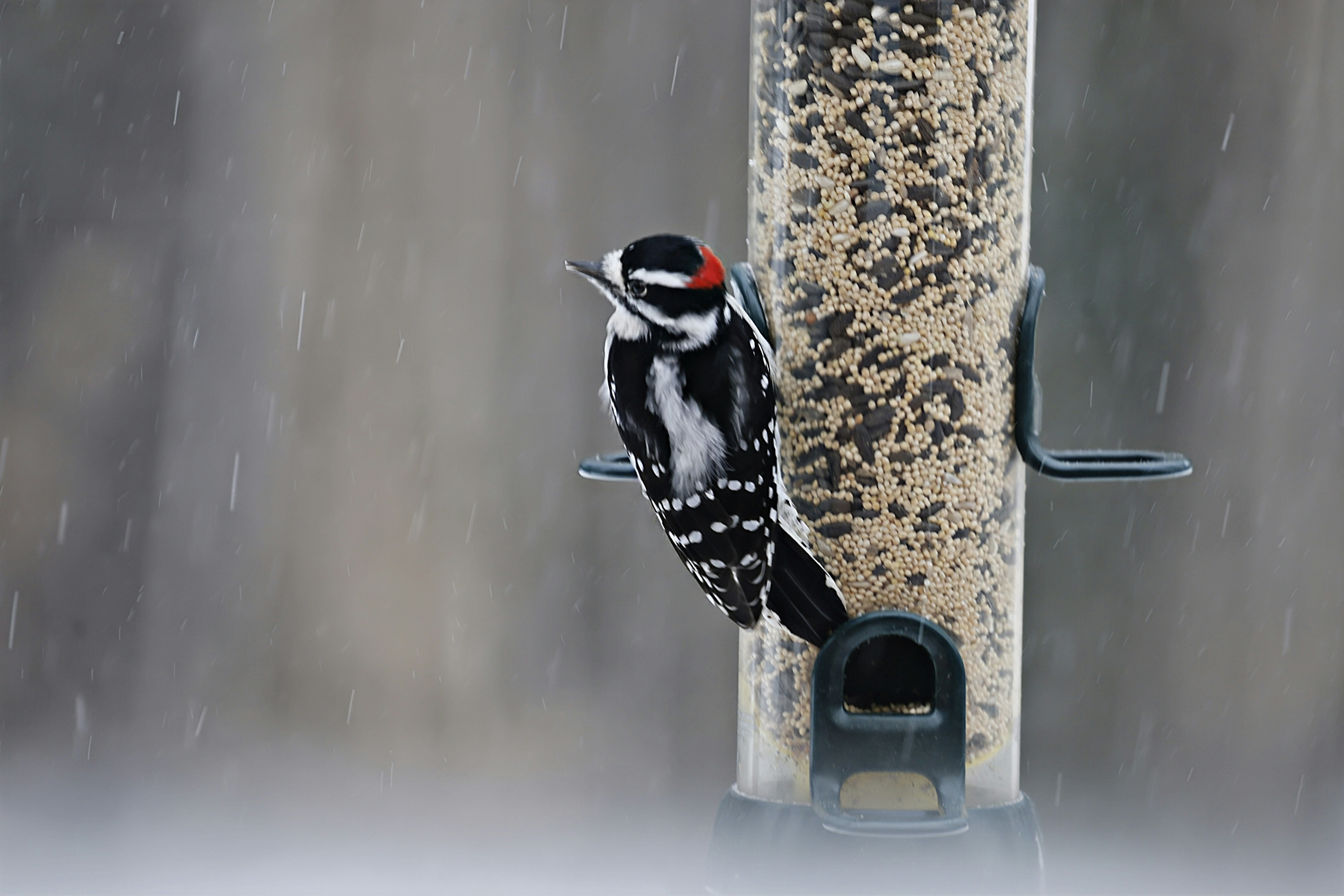 Red-capped woodpecker on a rain-soaked feeder