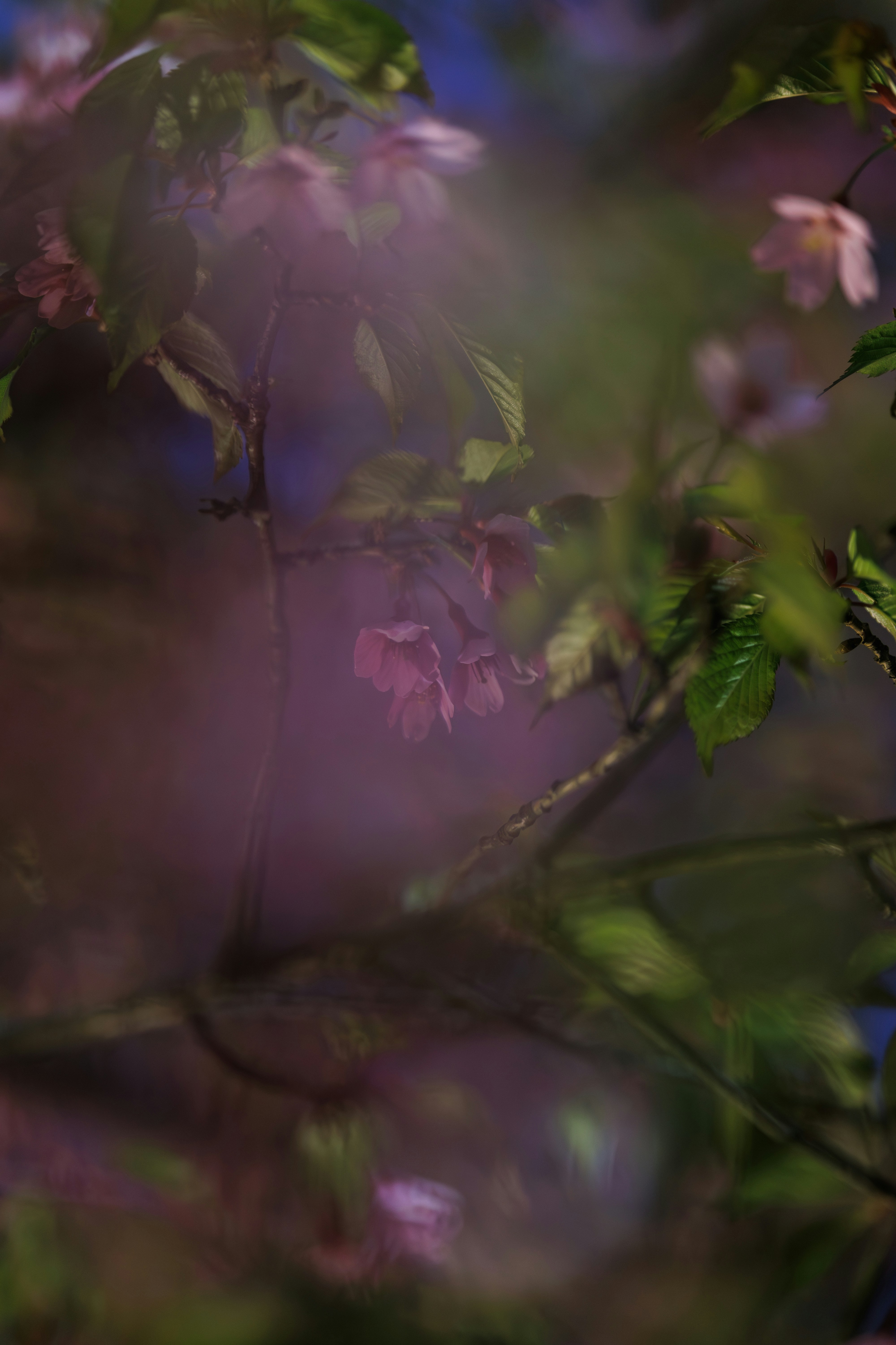 Soft Bloom in Hazy Glass: Pink Petals through a Dreamy Veil