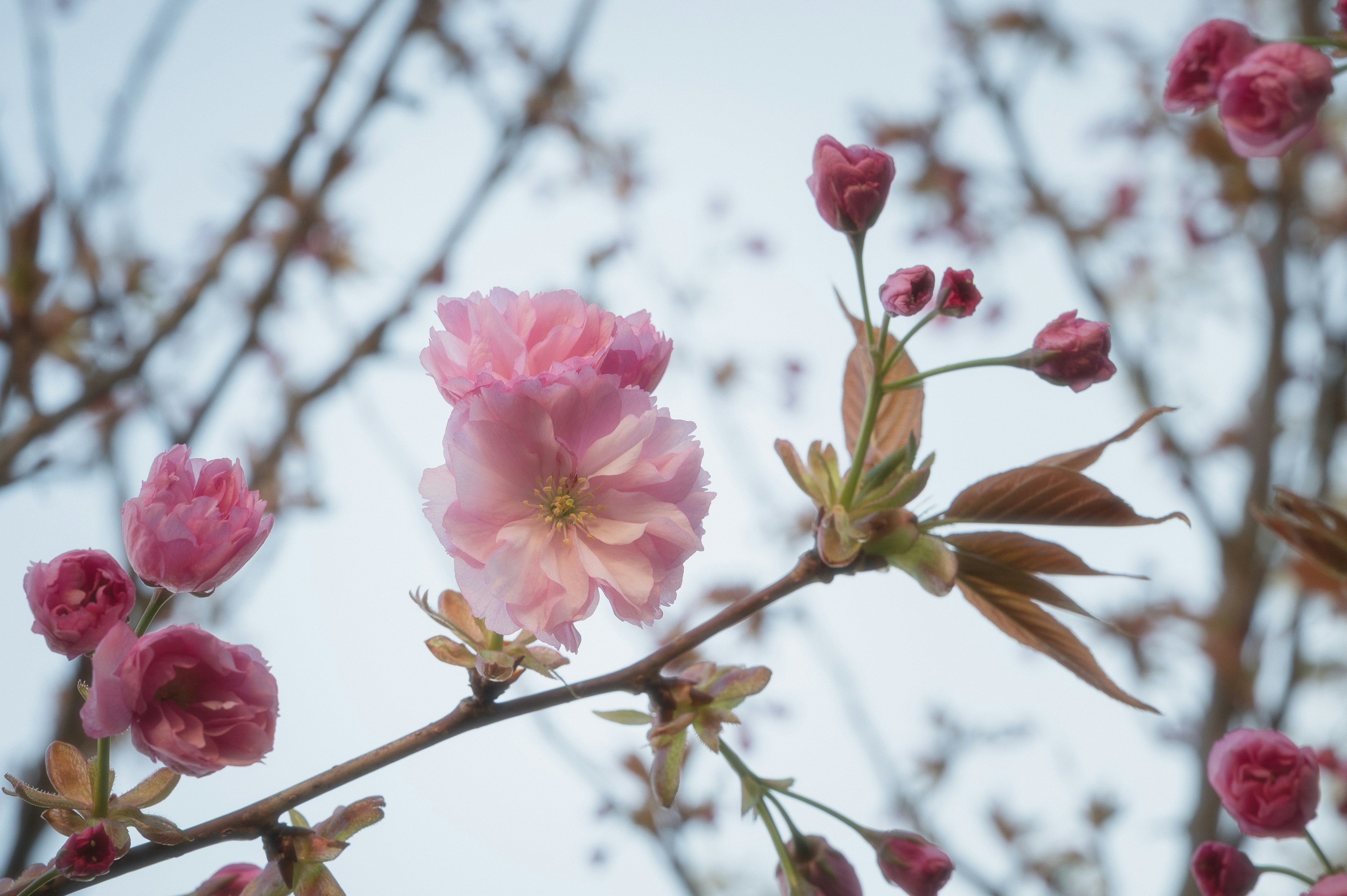 Blossom in Clear Sky: A Pink Flower Reaches for Spring Light