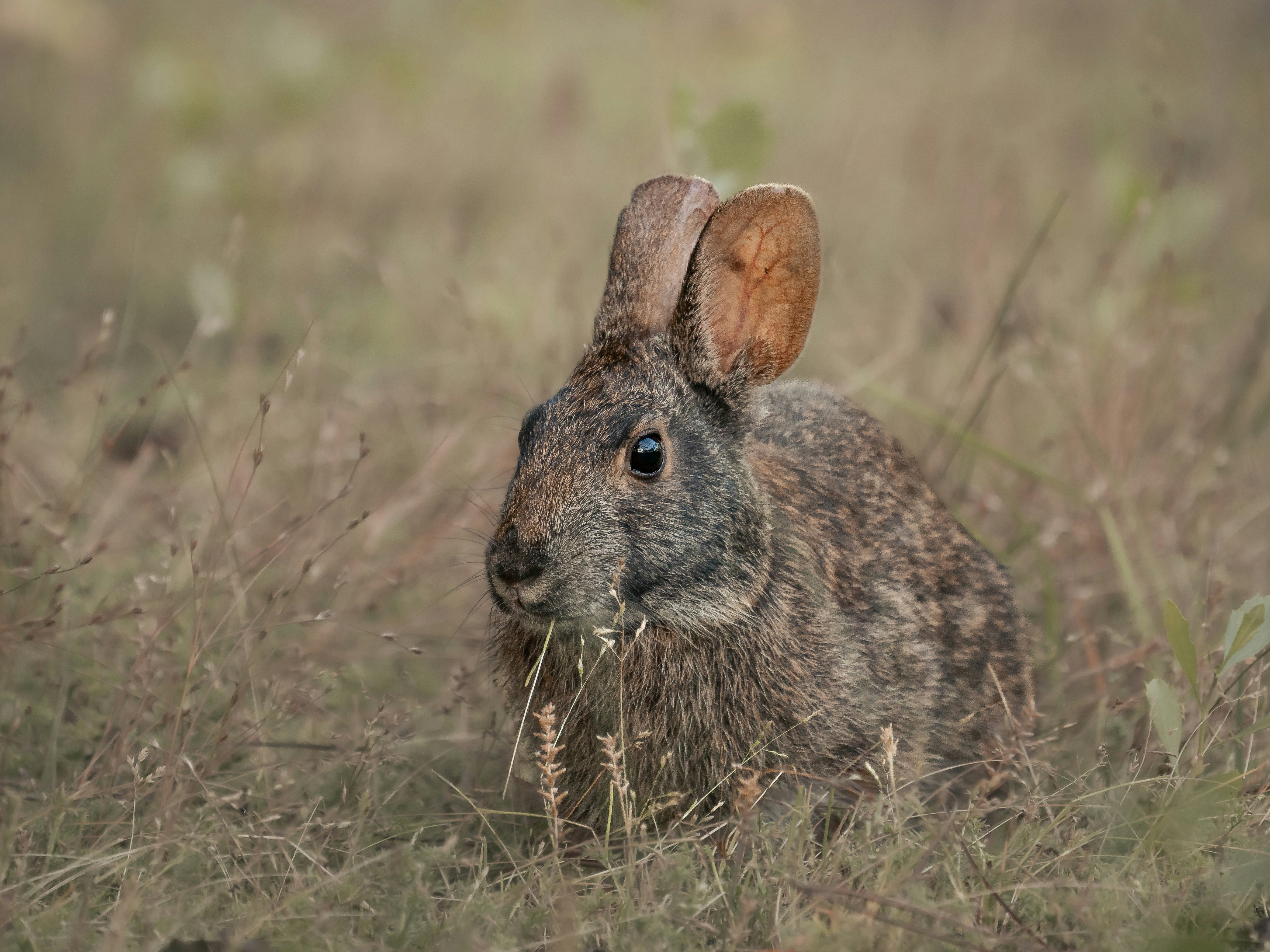 Quiet Meadow Watch: A Hare in Soft Morning Light