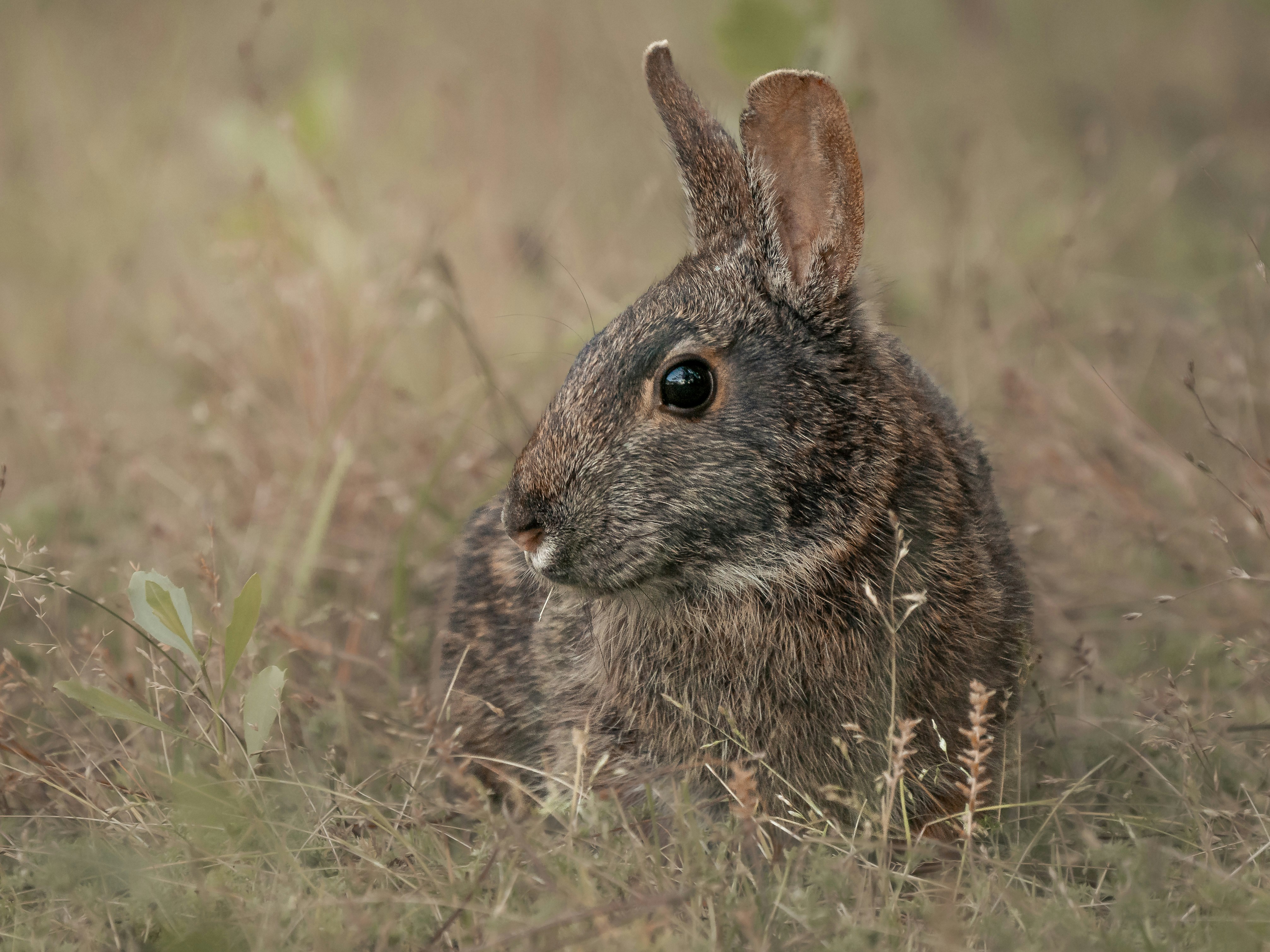 Hushed Watcher in the Grass