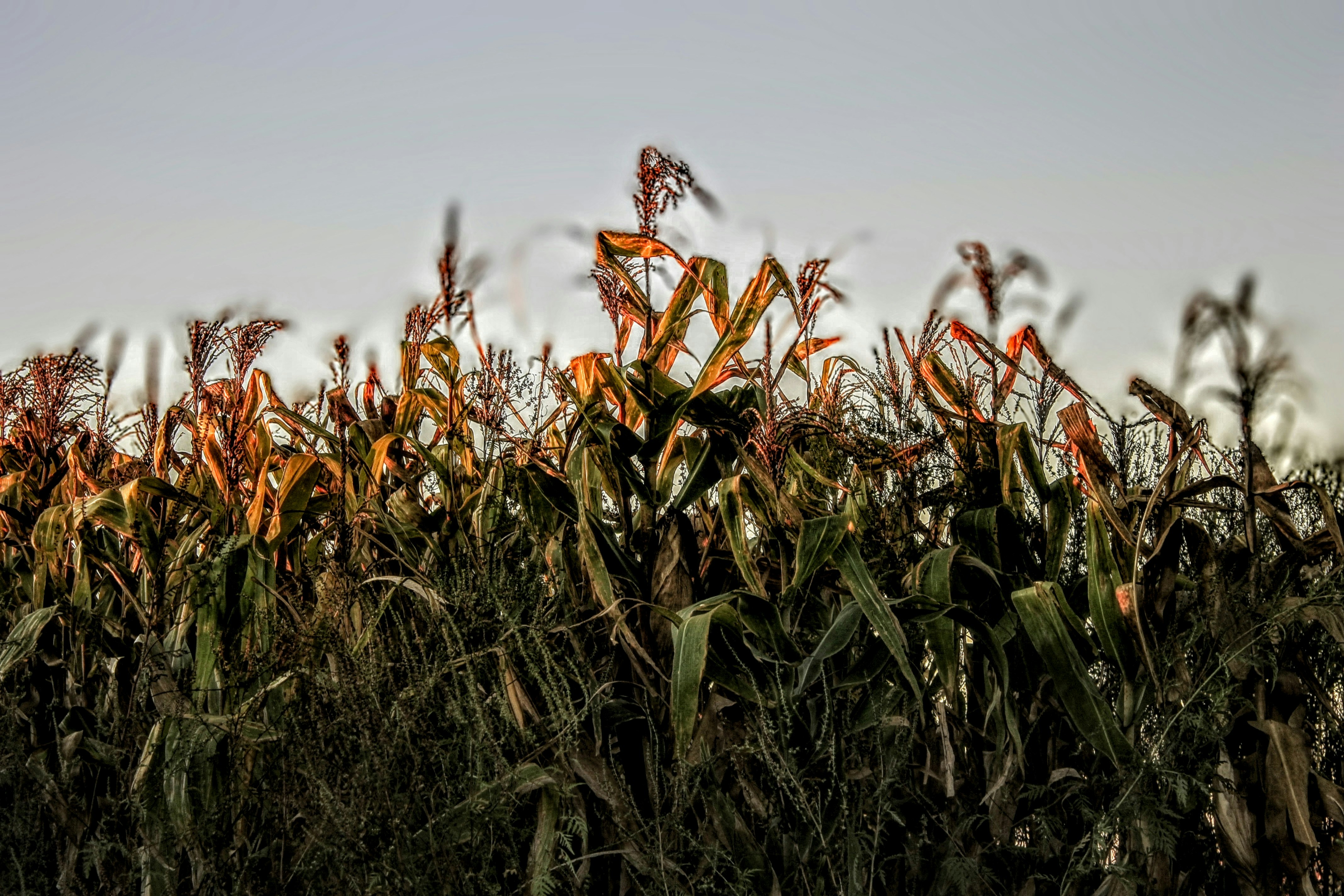Golden stalks at field’s edge catching the late sun