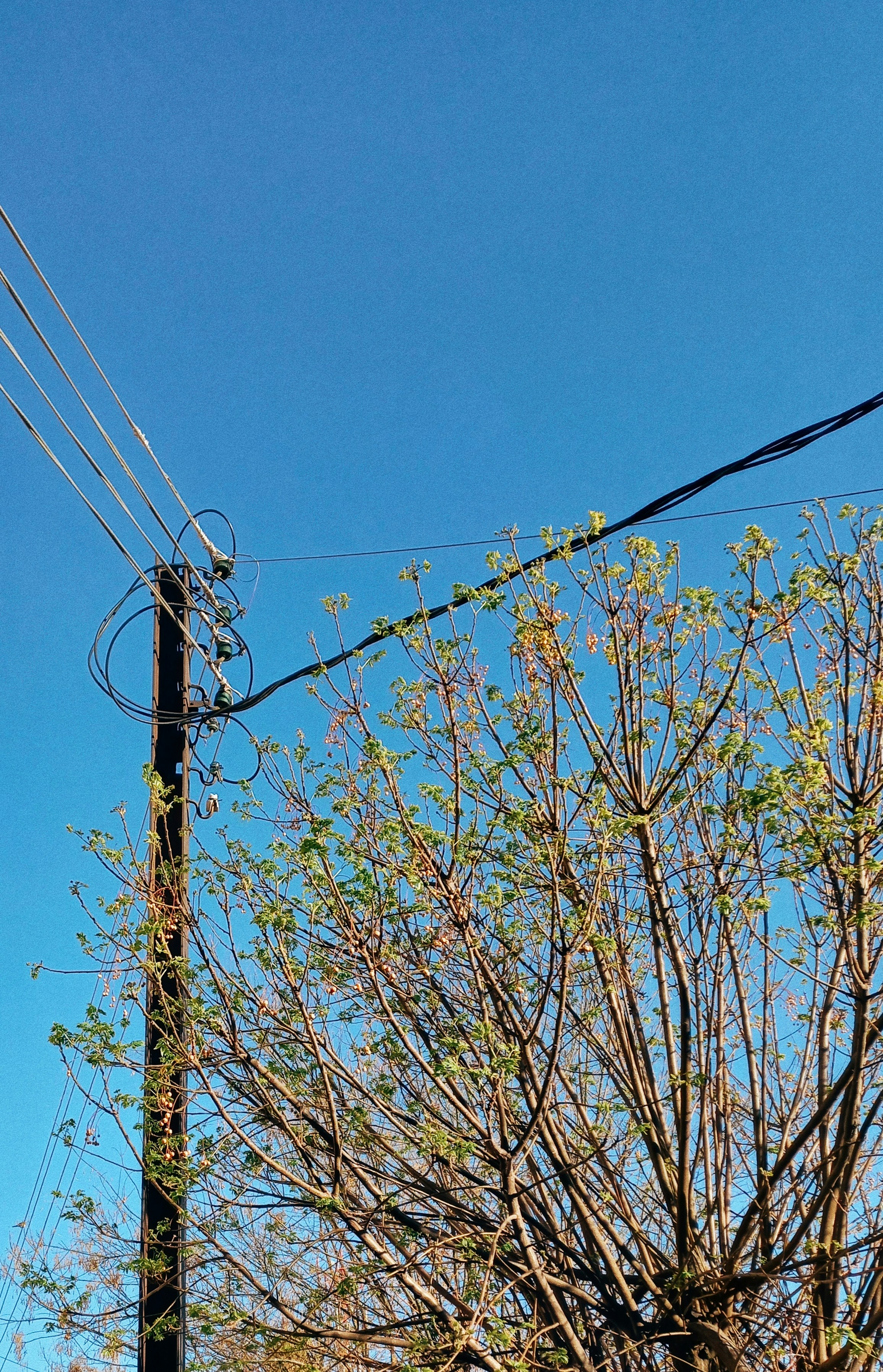 Blue Sky and Tangle of Wires Above Pruned Trees