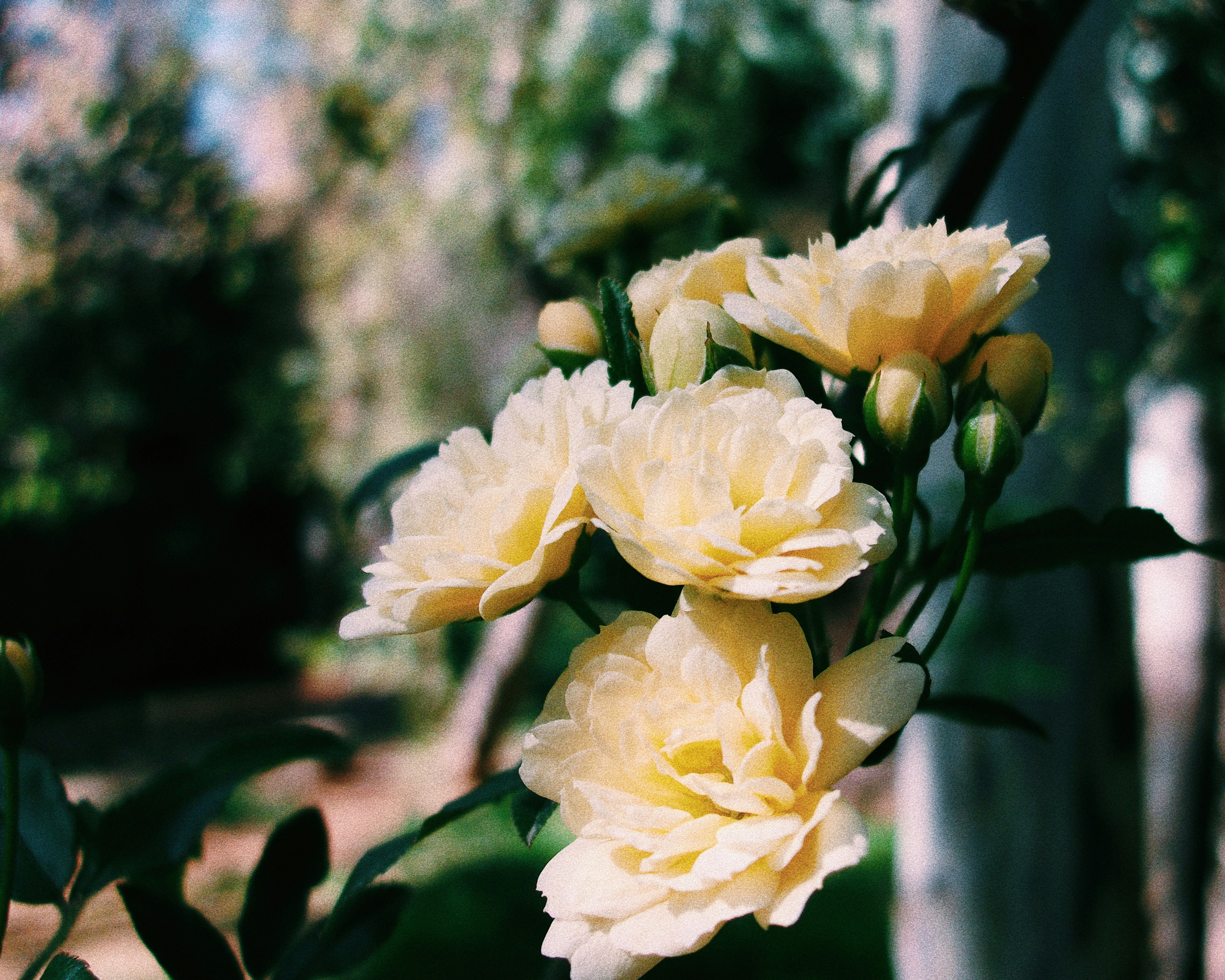 Cream Roses in Soft Garden Light