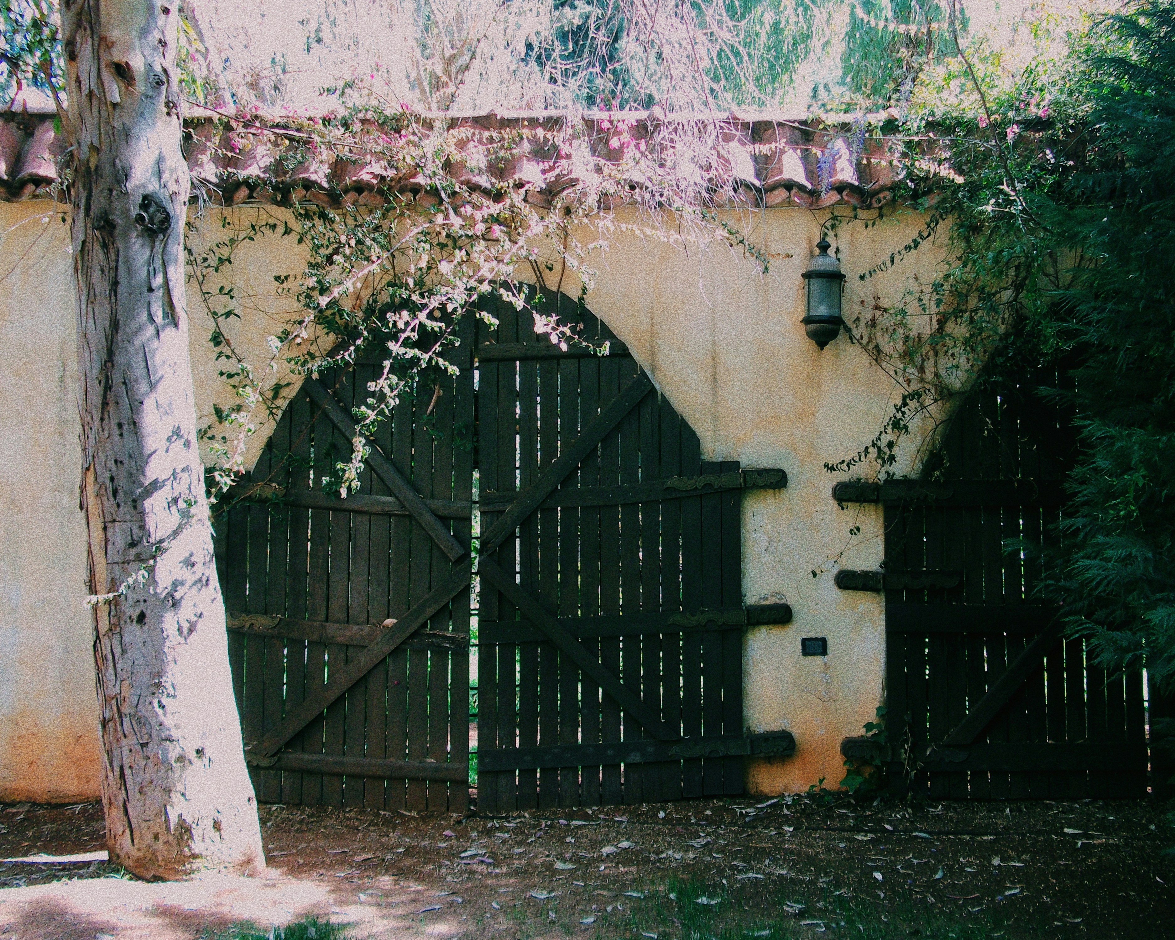 Hidden Gatekeeper: A Sunlit Courtyard Trellis and Olive Arch