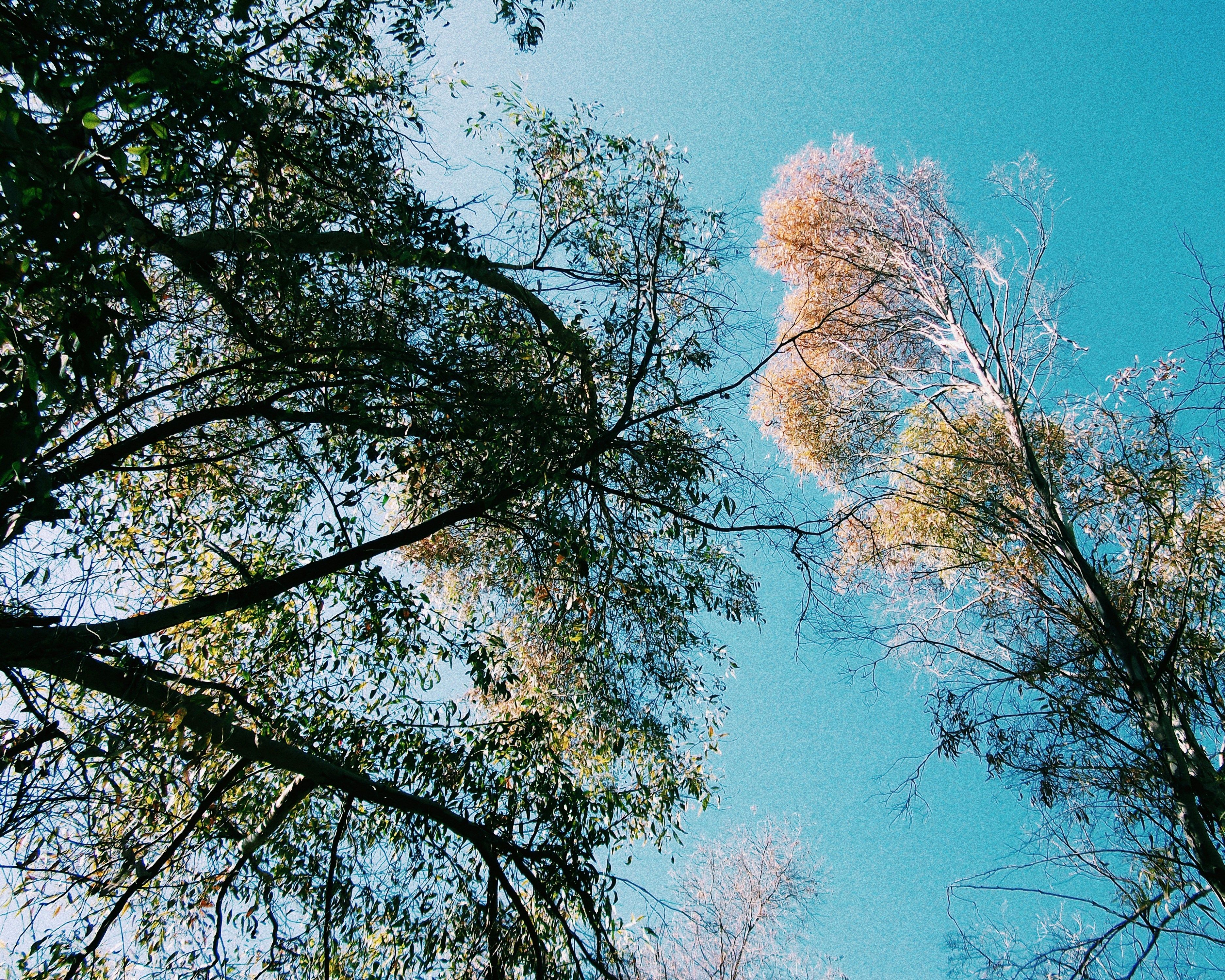 Skyward Canopy: Resolute Blue Against Branching Forms