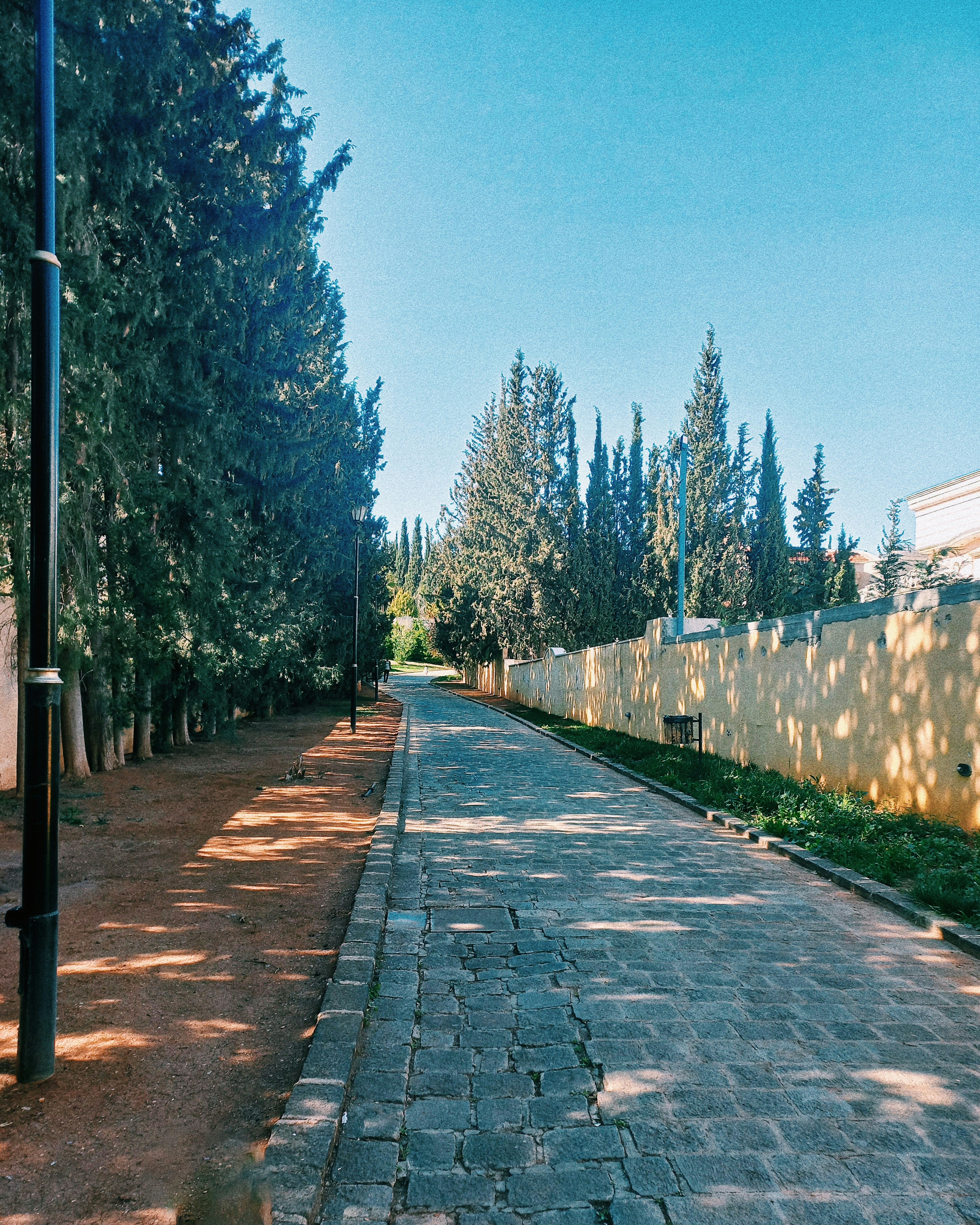 Sunlit Avenue: A Cobblestone Path Flanked by Trees and a Golden Wall