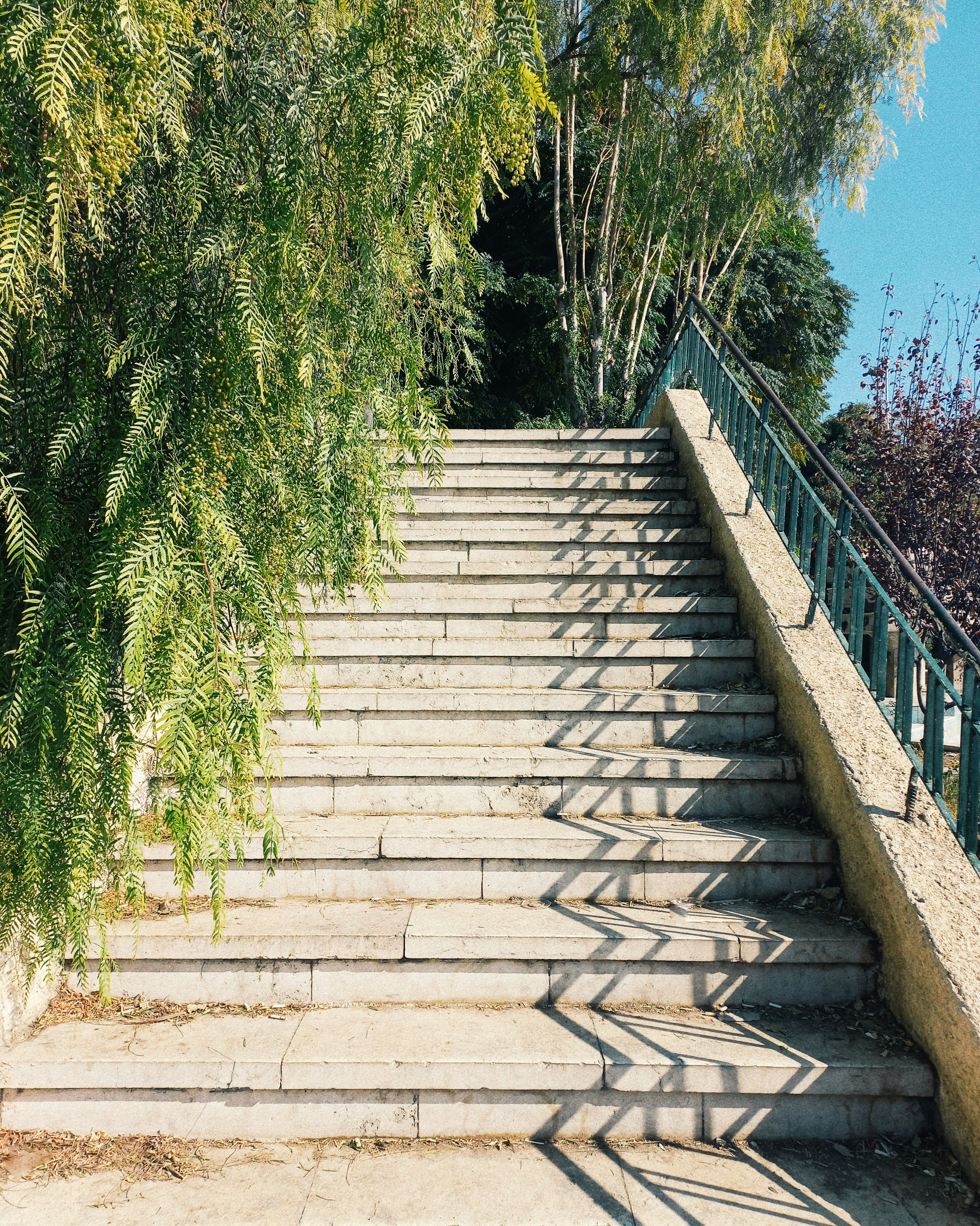 Shaded ascent: sunlit steps shadowed by hanging greenery