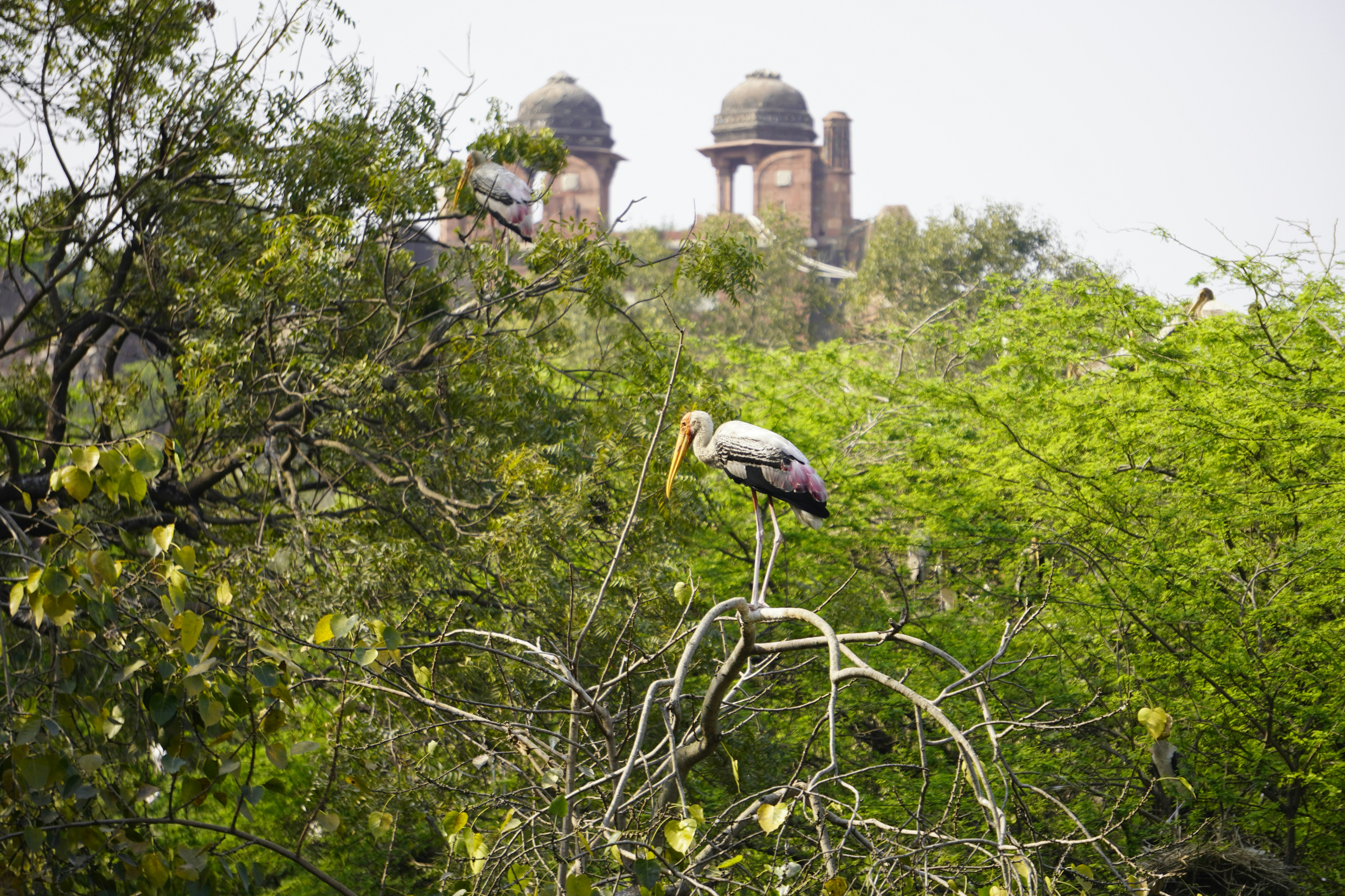 Heron on a Silent Spire: A City’s Green Backdrop