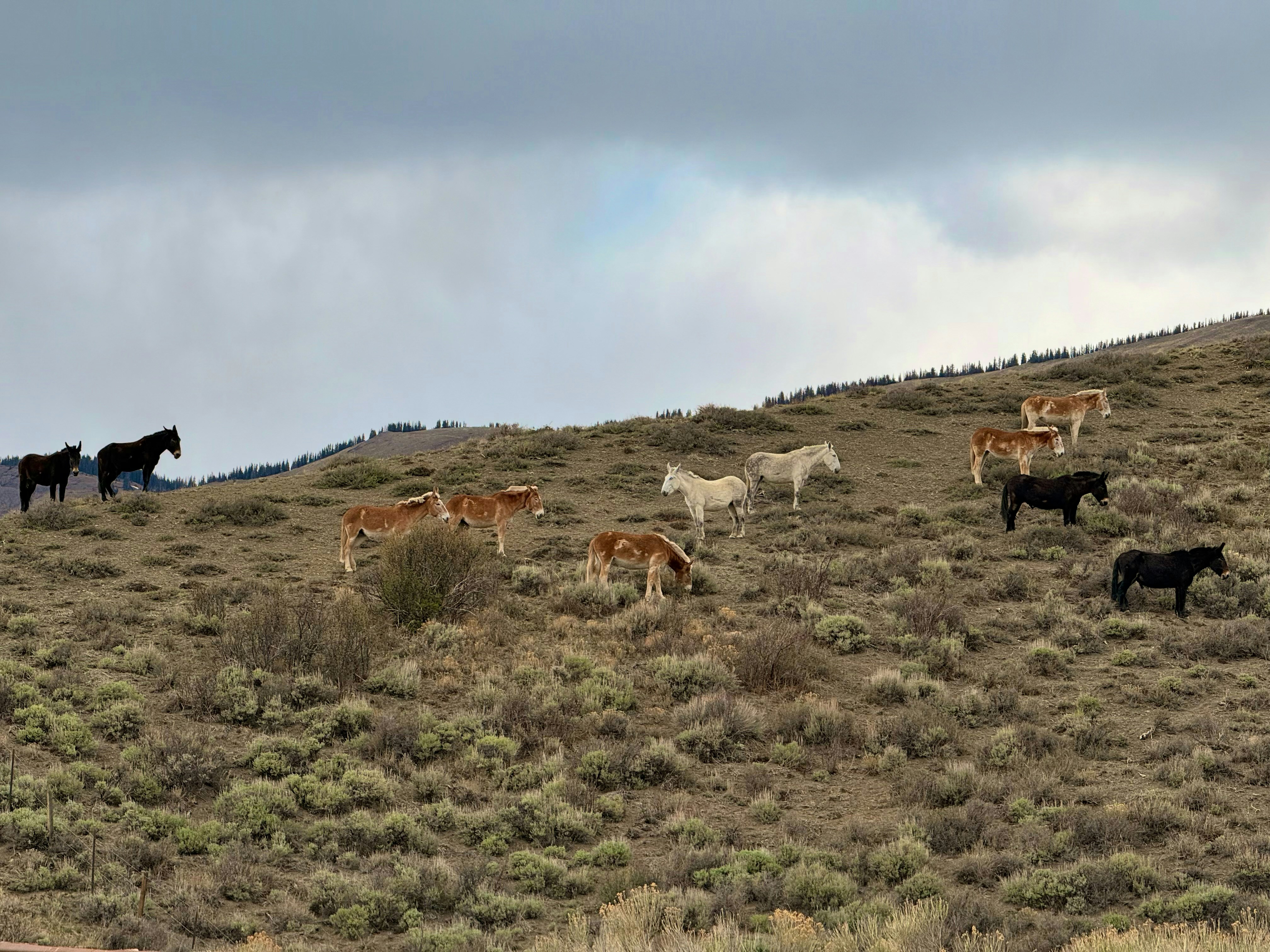 Herd of Horses Tracing a Gentle Slope Under A Moody Sky