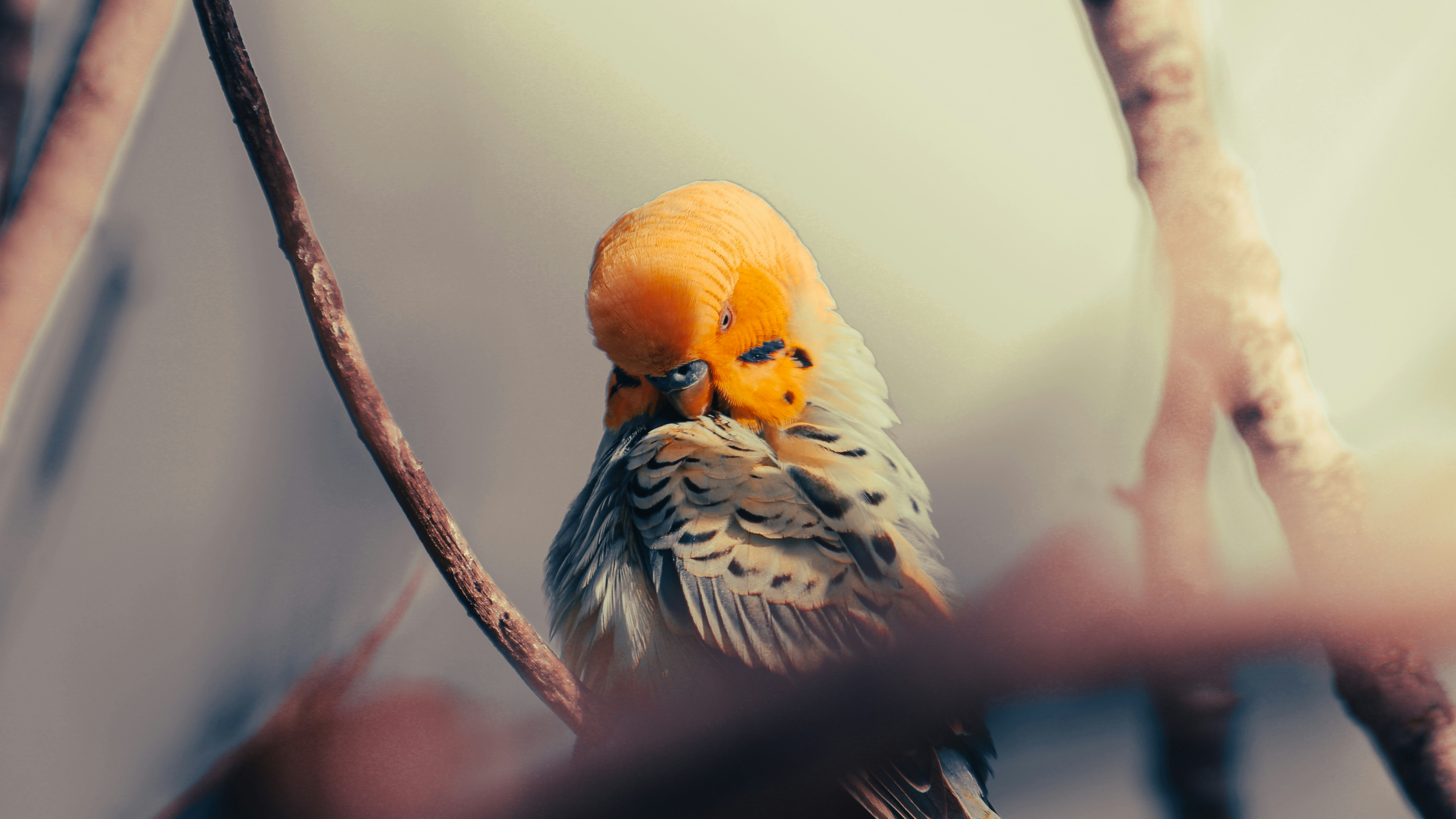 Orange-crested Finch Preening Among Winter Branches