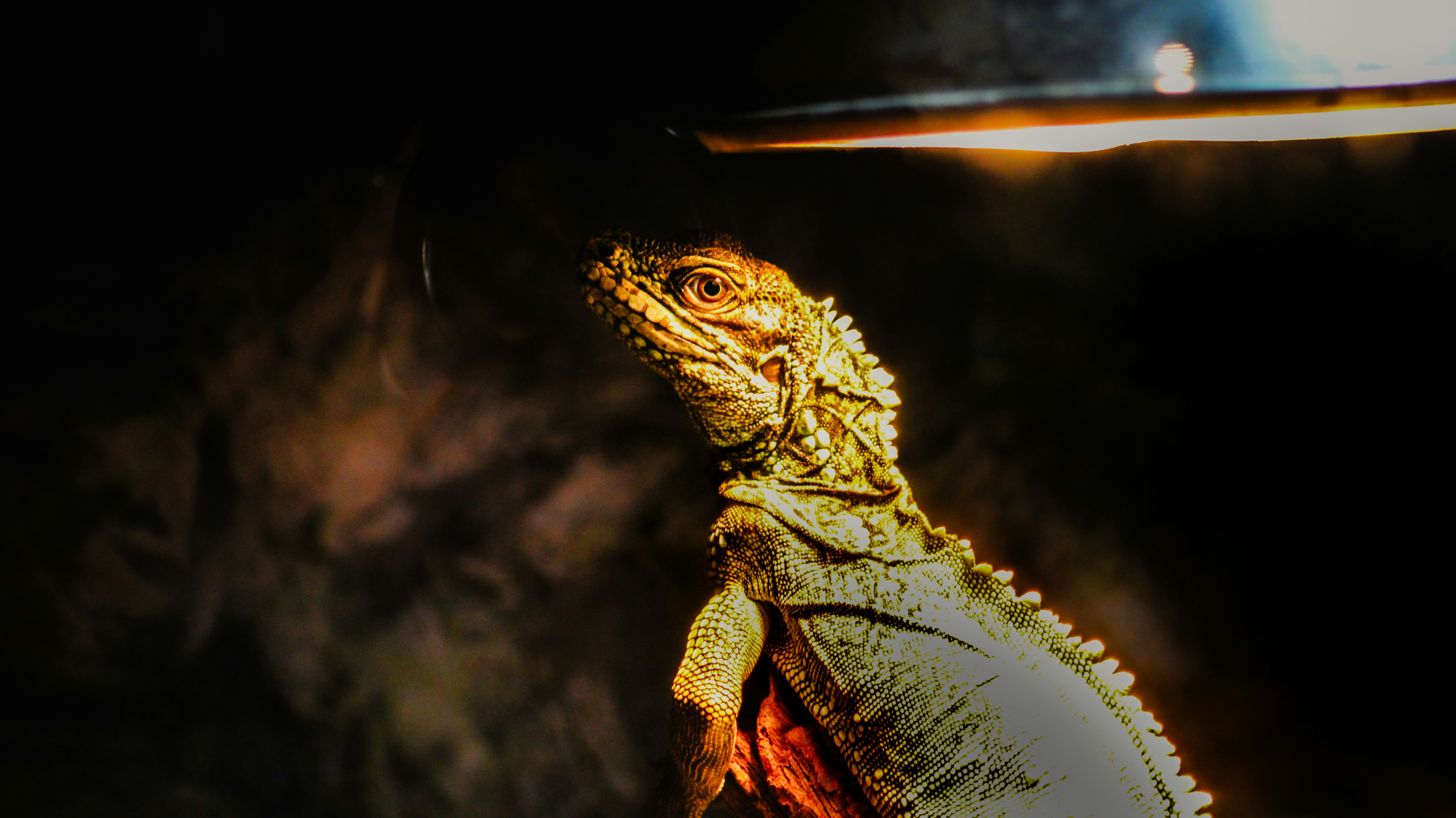 Fiery Gaze of the Reptilian Sentinel