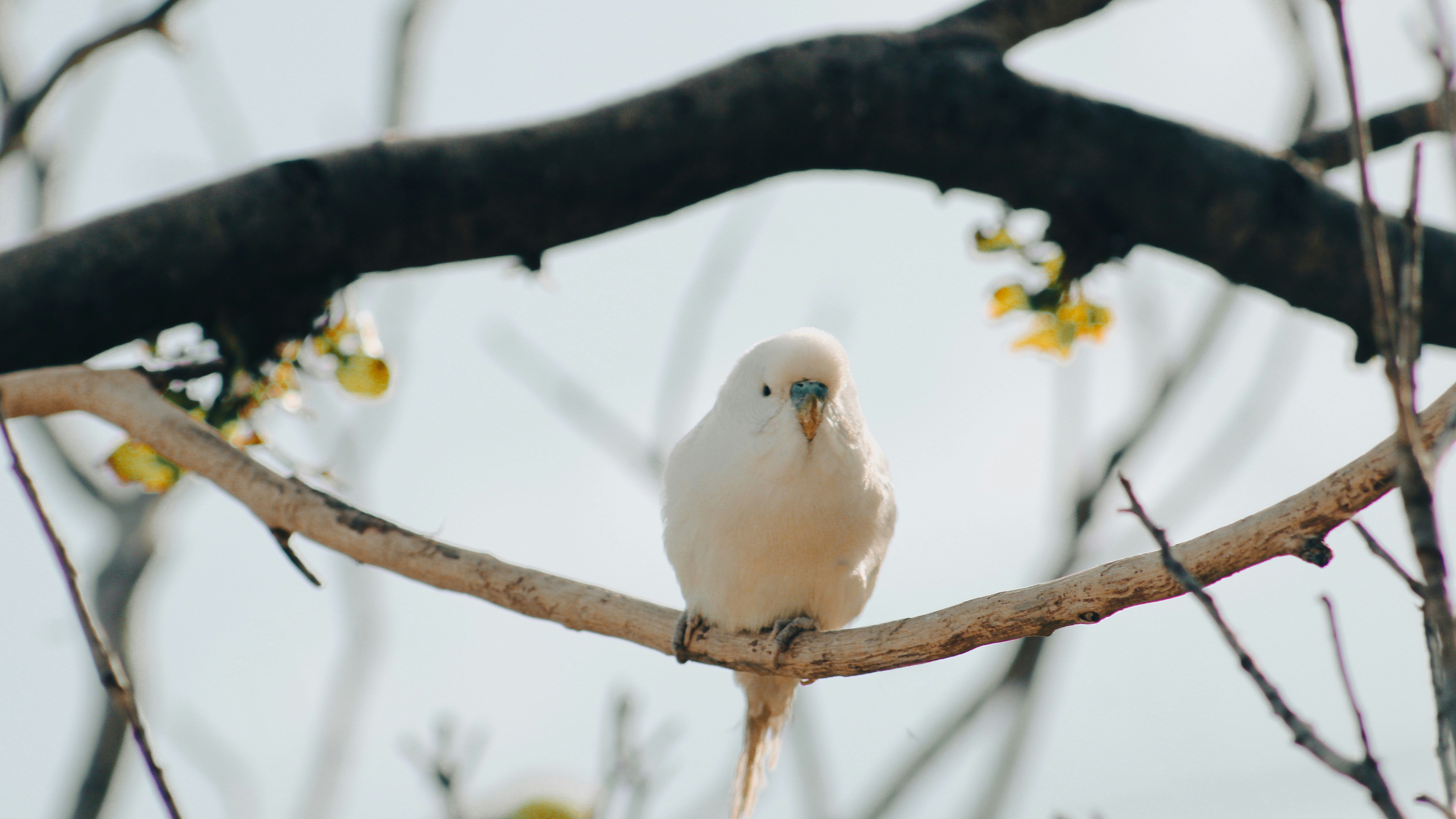 Snowy Fledgling on a Branch