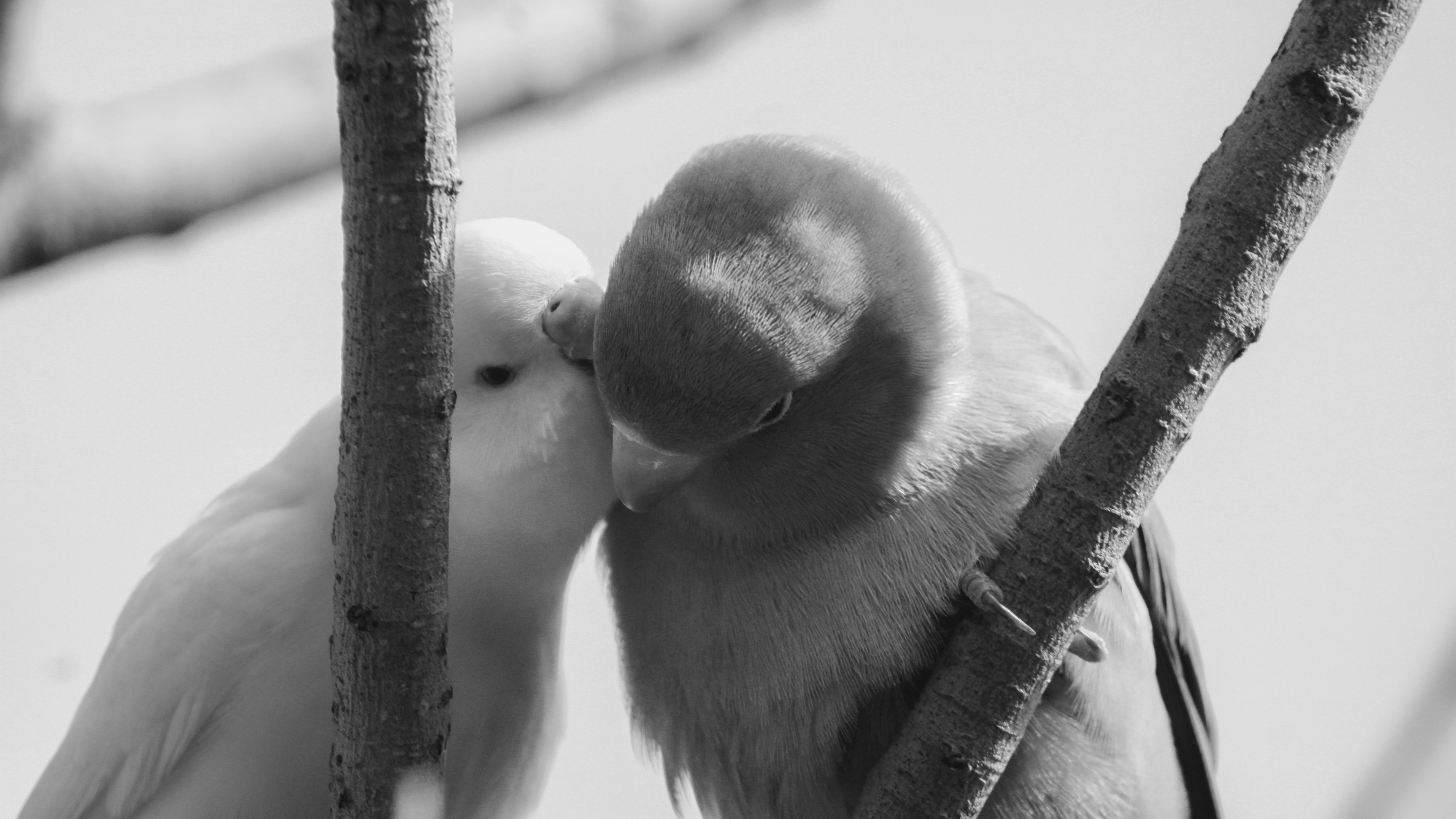 Partners in Silence: A Pair of Love-Shared Feathers