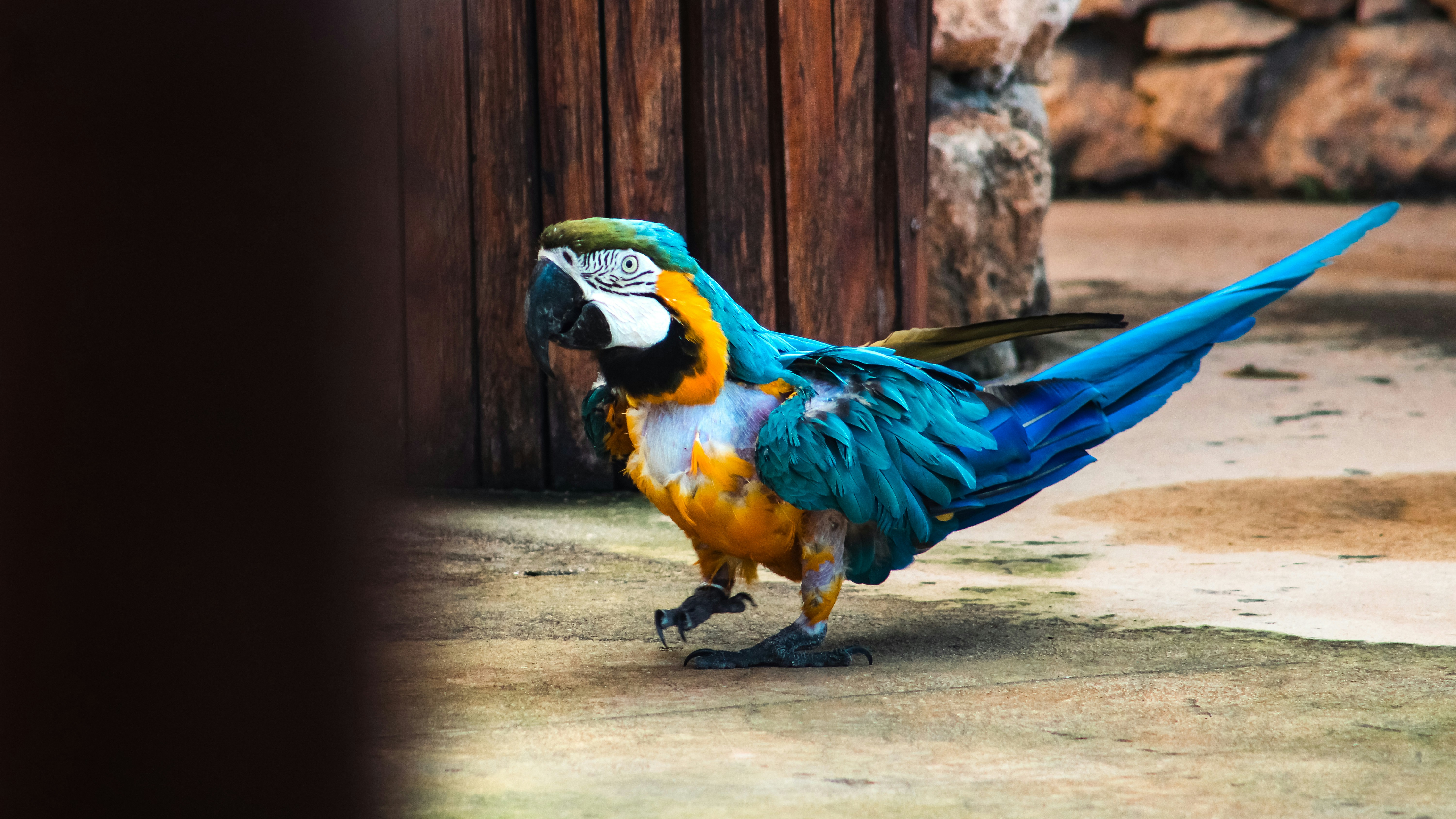 Blue-and-gold Macaw at the Threshold of a Wooden Passage