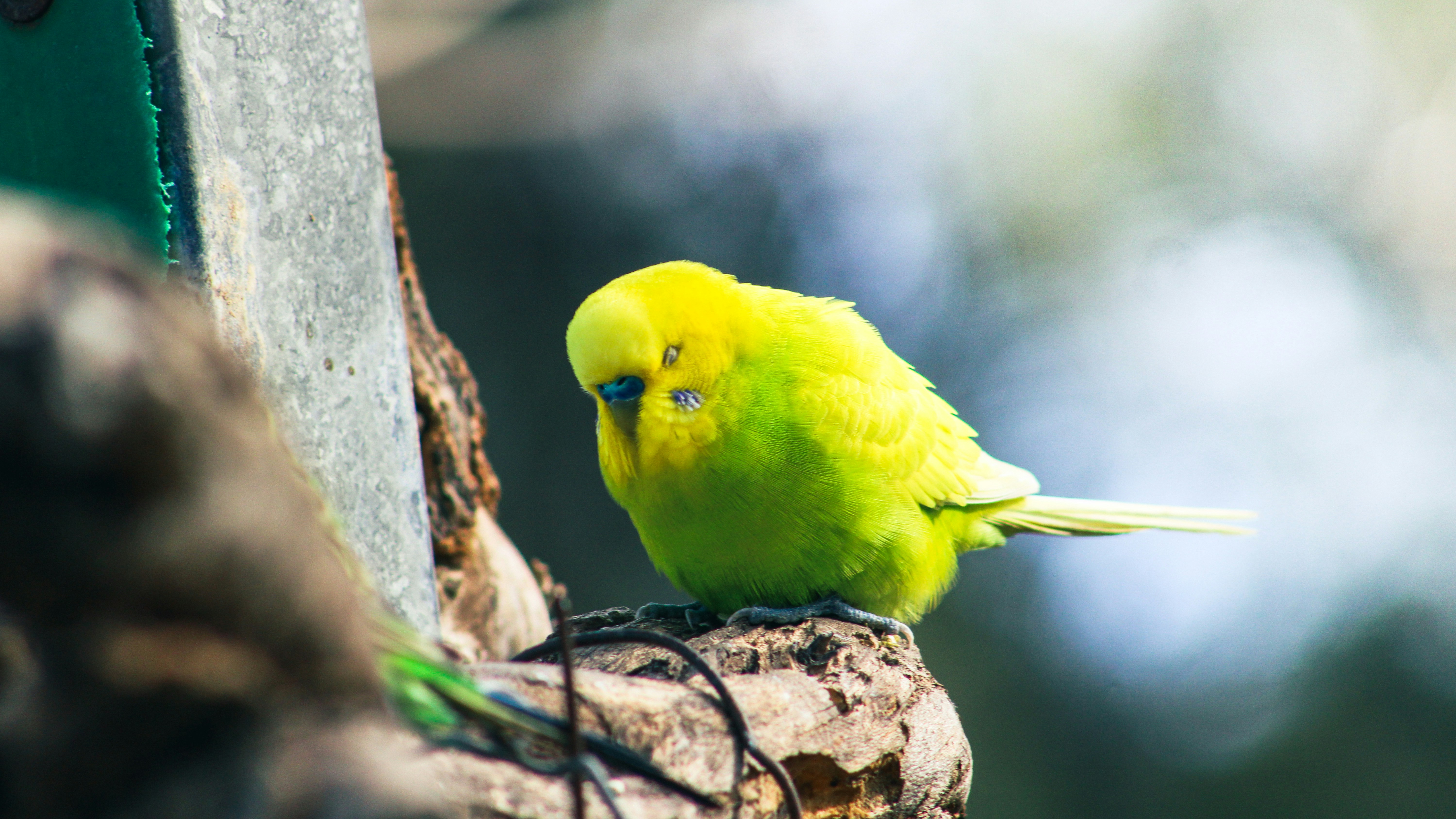 Yellow Warbler Perch: A Quiet Moment Against Dappled Light