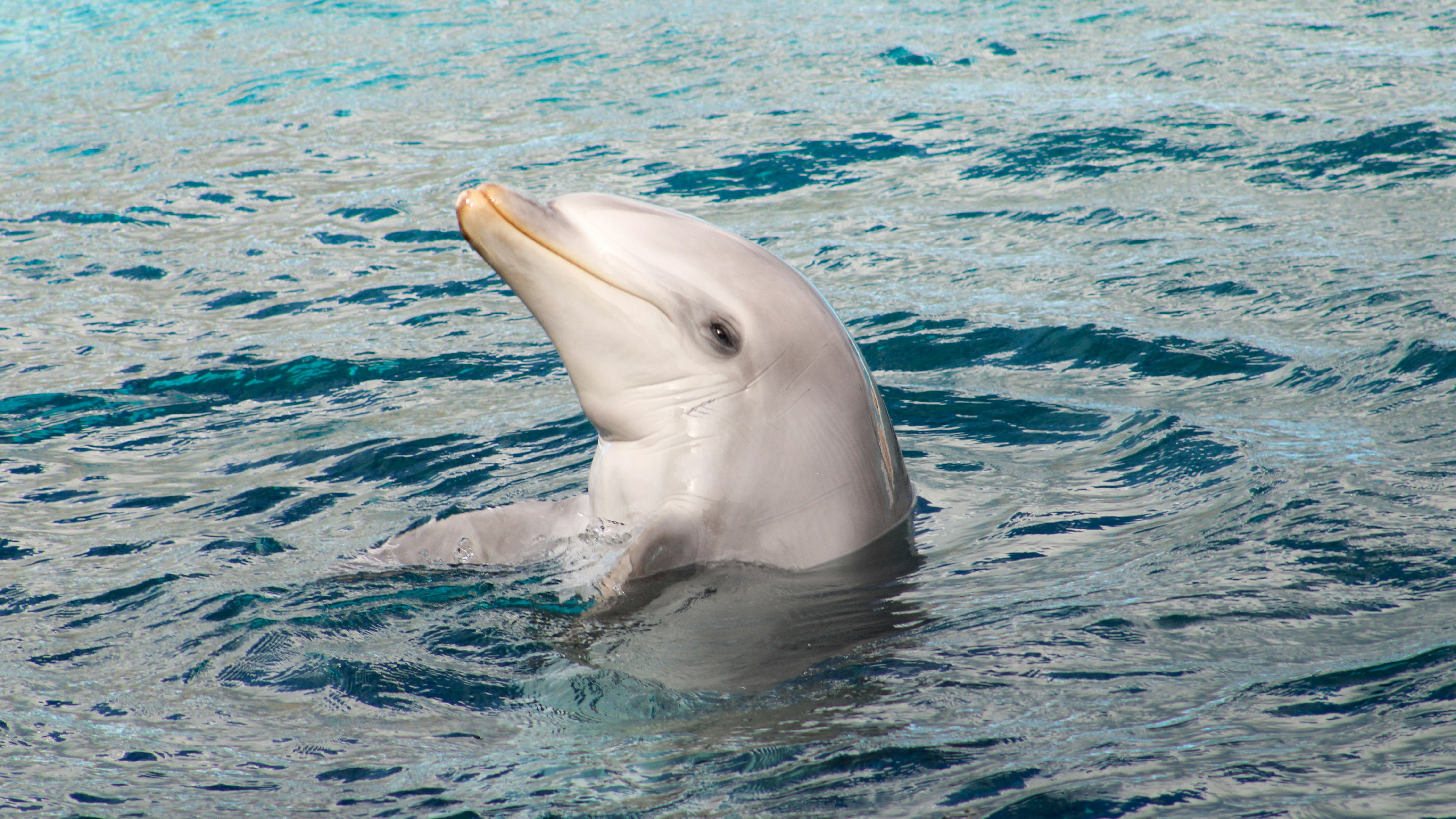 Curious Bow Wave: A Bottlenose Dolphin Emerges with a Gentle Curious Gaze