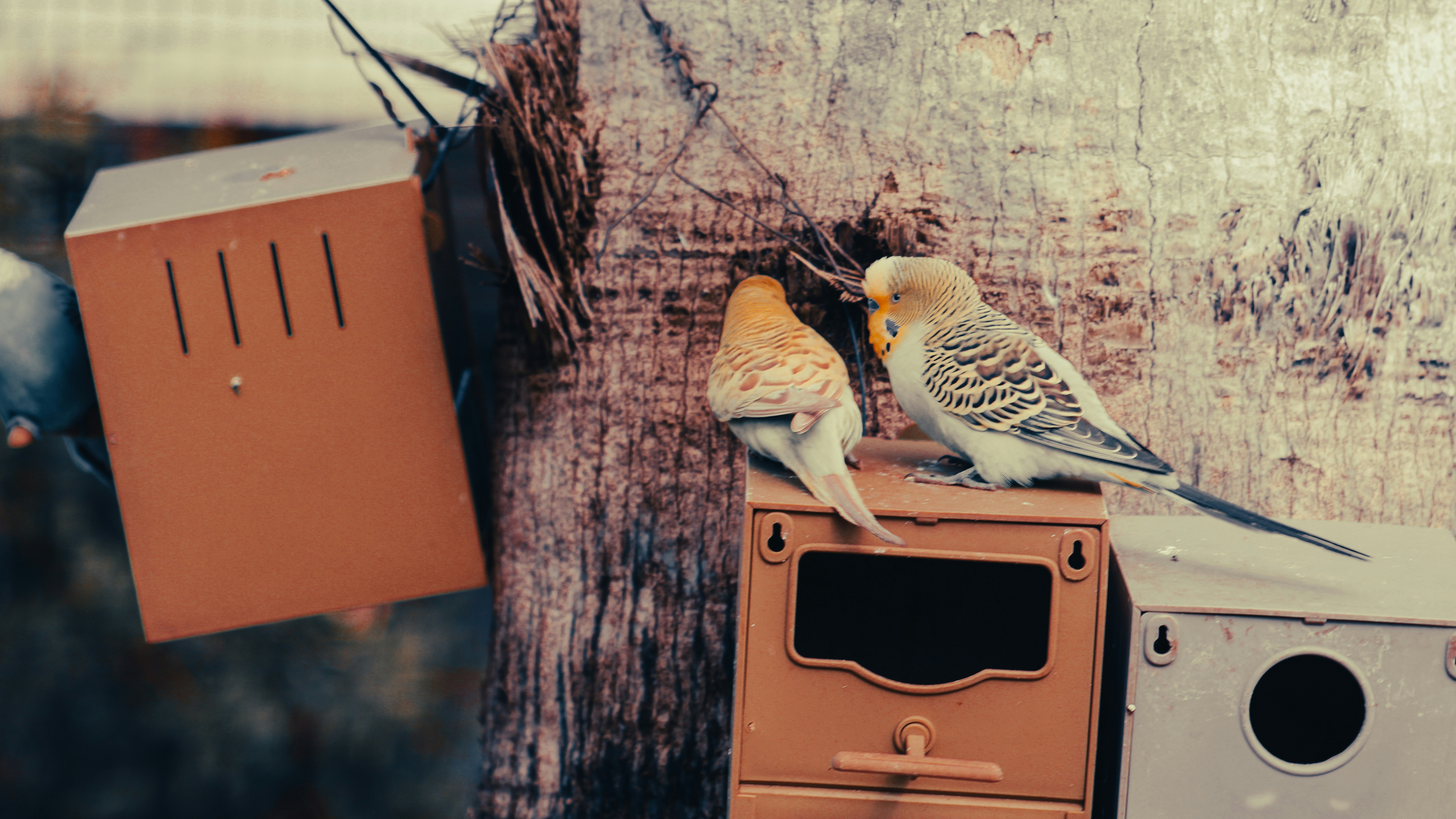 Two Budgerigars Perched by a Weathered Mailbox