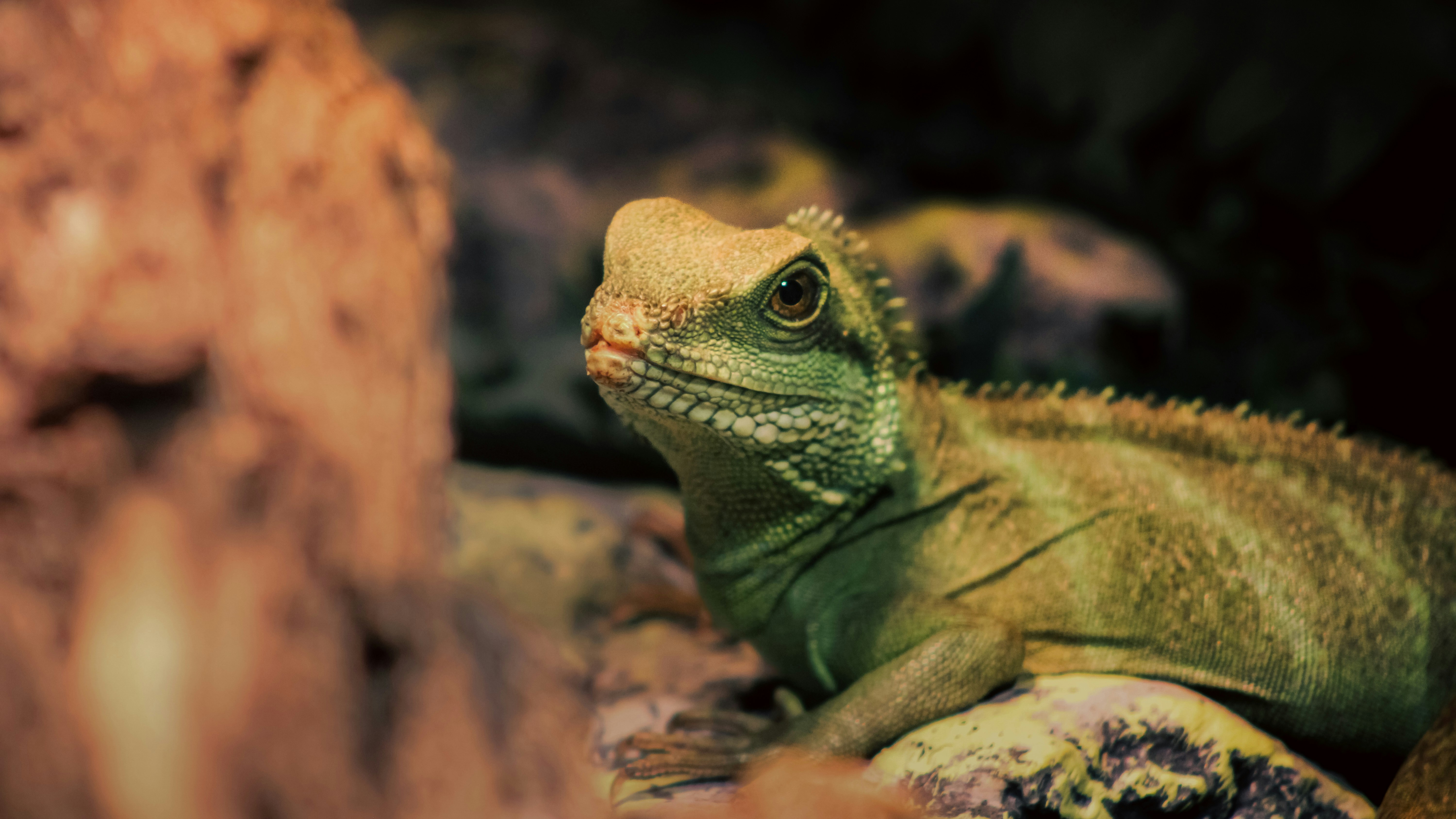 Green Anole on Sunlit Rock: Quiet Gaze Between Shadow and Light