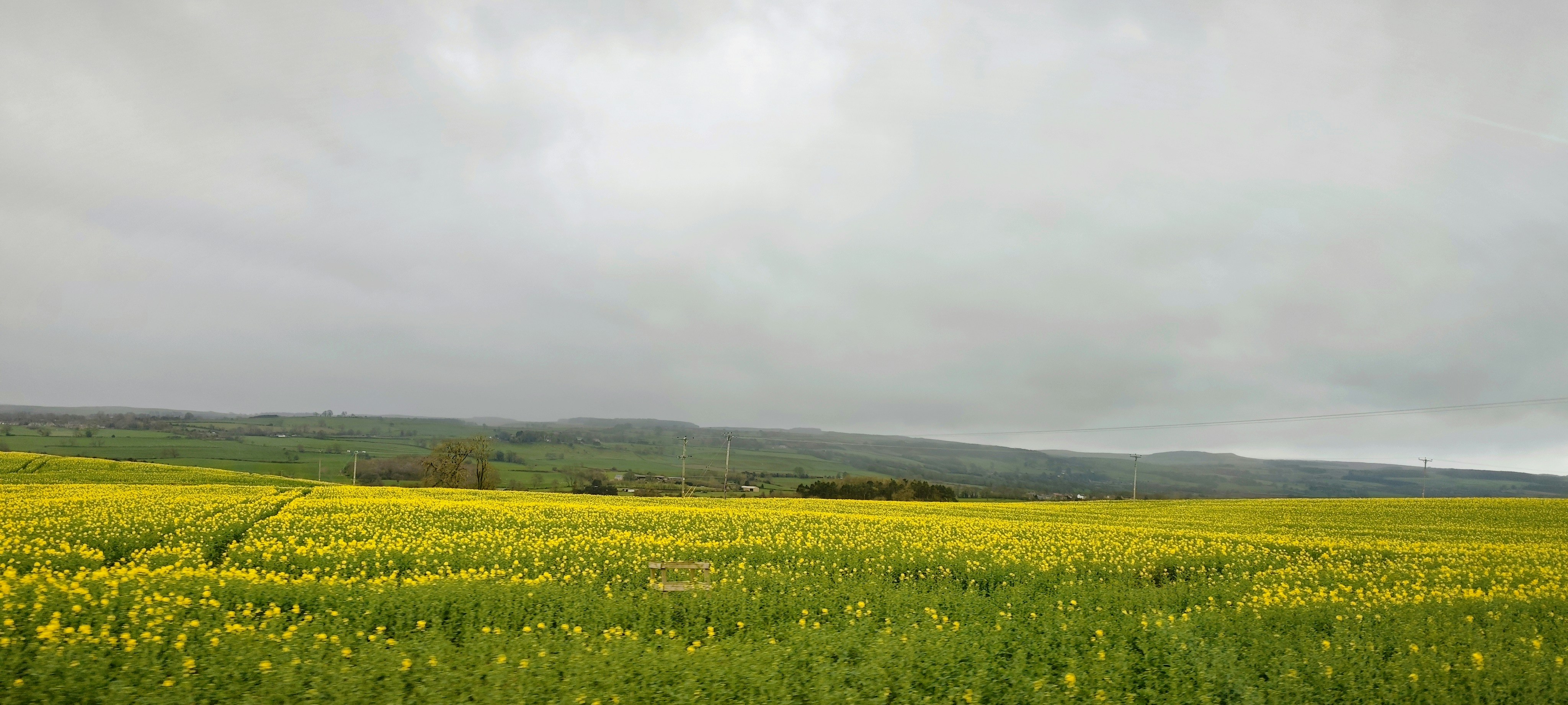 Low-lying Field of Gold Under Overcast Sky