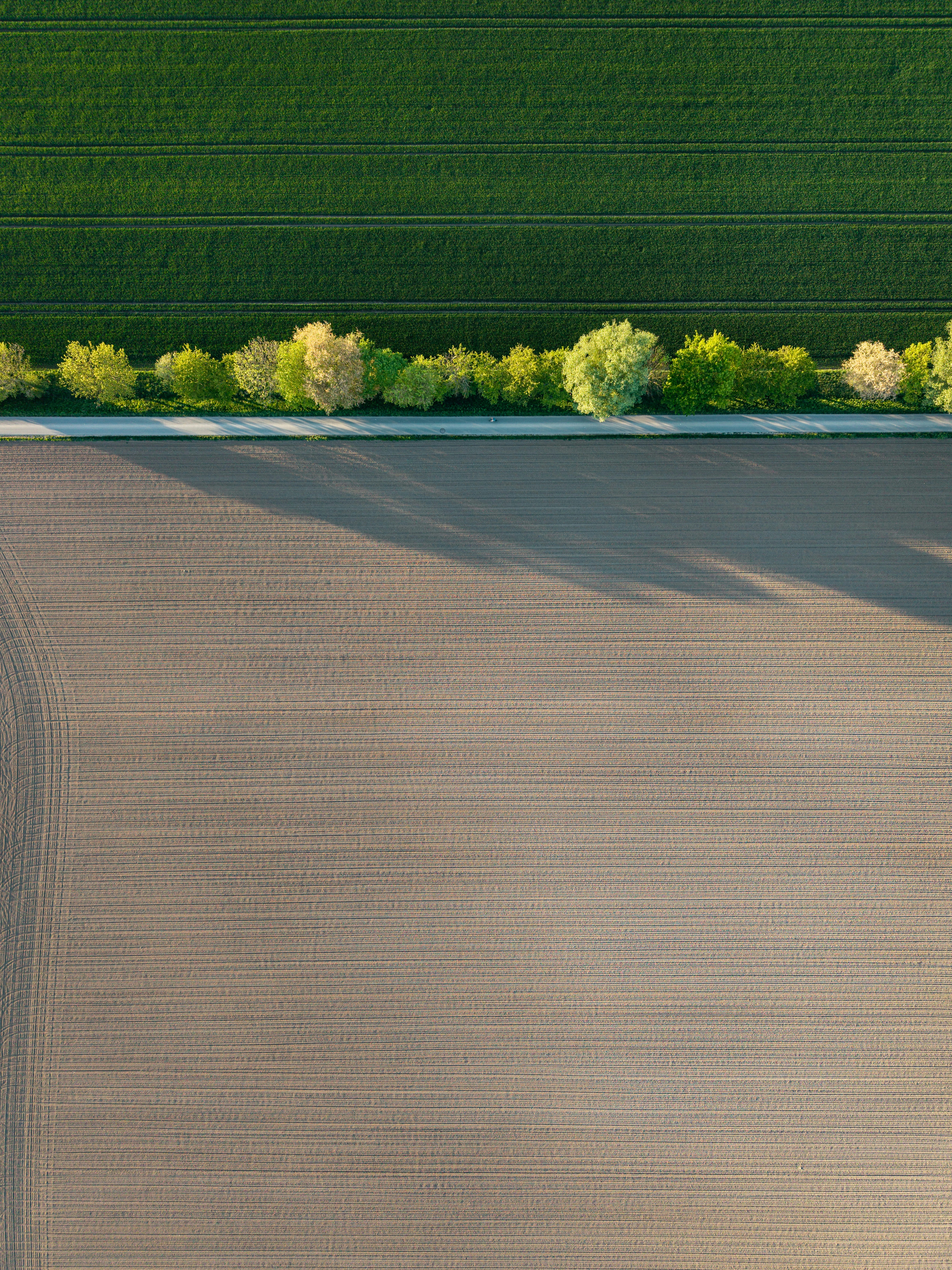 Lineal Dawn: Aerial Rows and Tree Fence