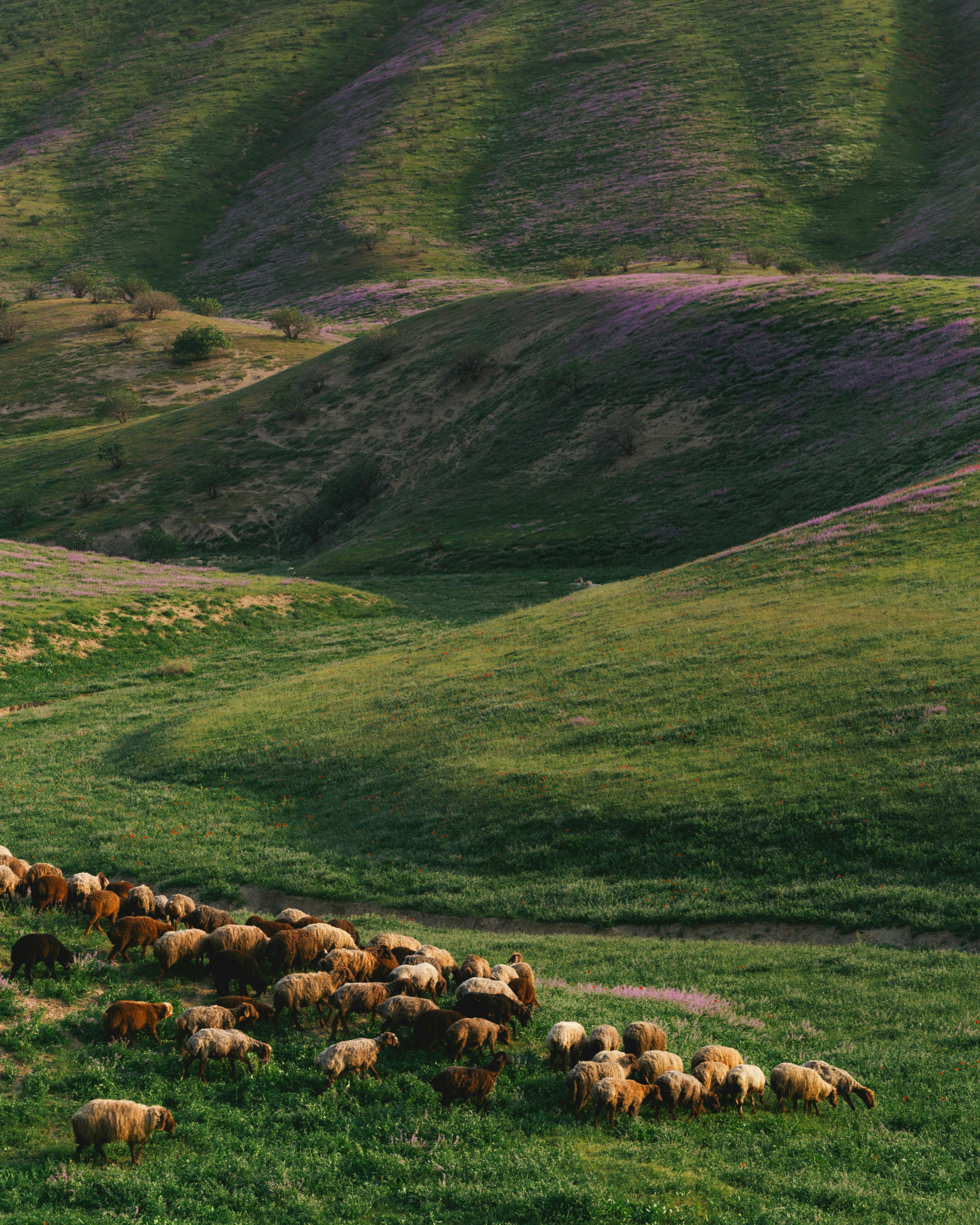 Pastoral Chorus: Sheep Nurture the Emerald Hills