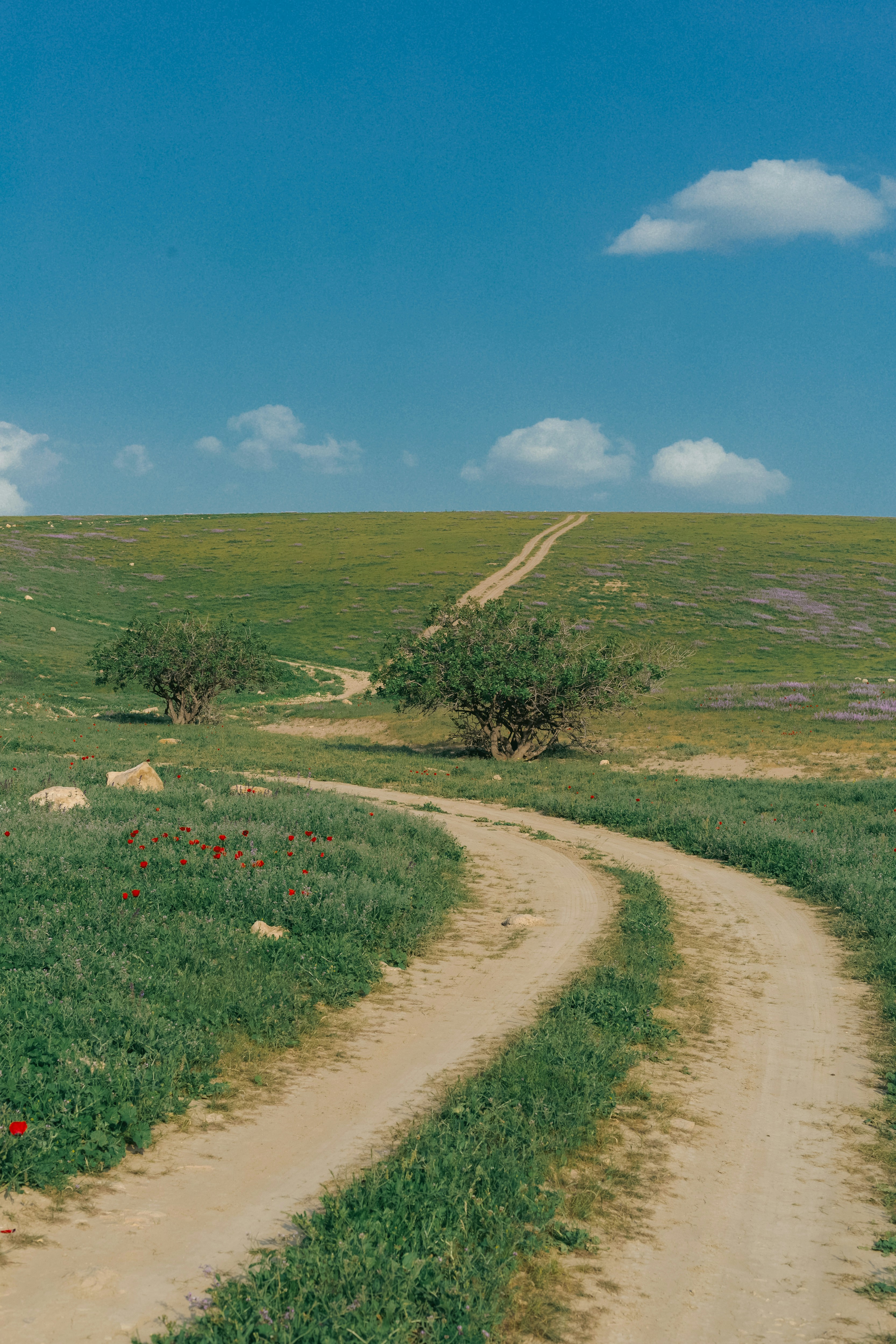 Winding Dirt Road Through Open Meadow Under a Clear Sky