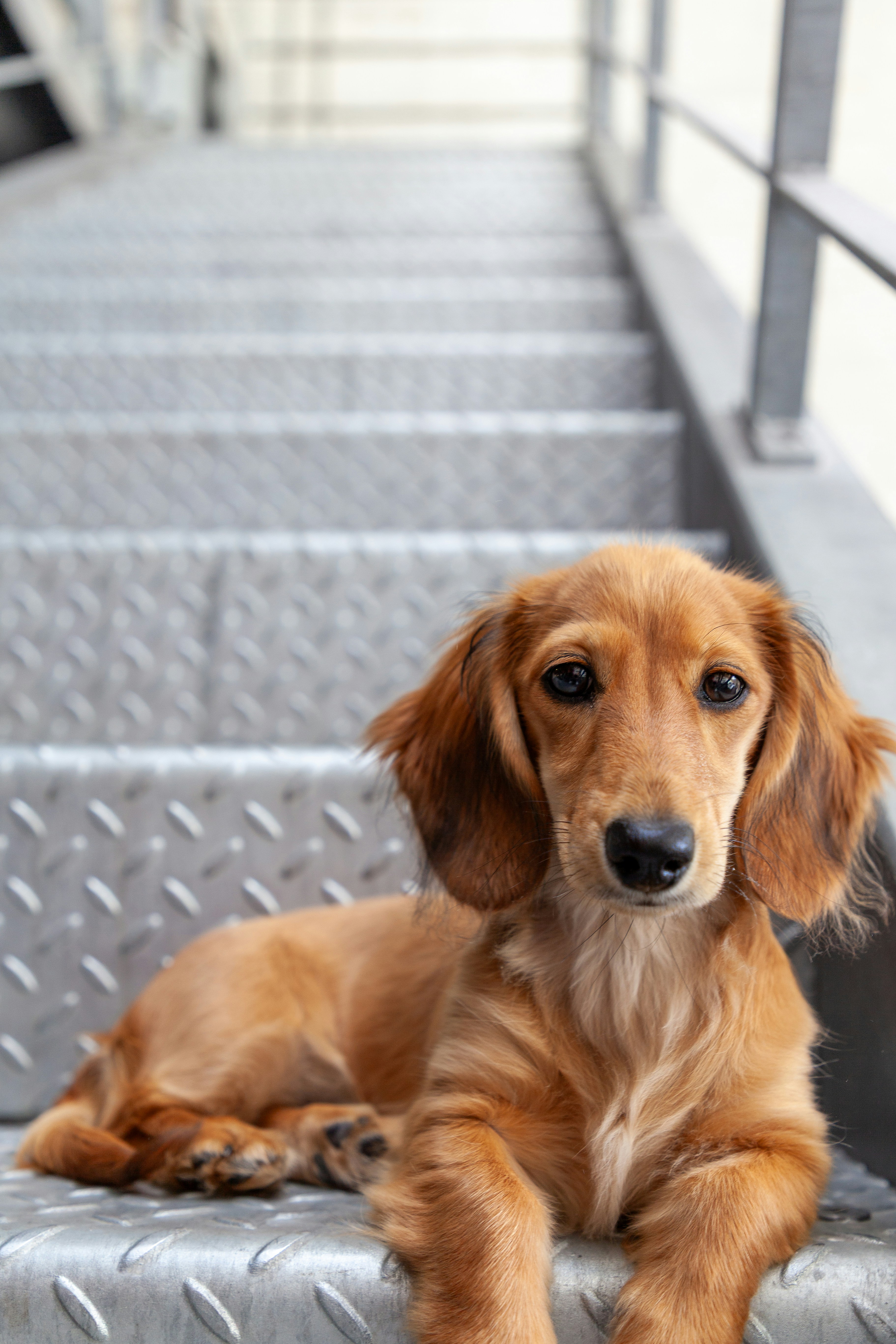 Golden Retriever Pup on Metallic Steps