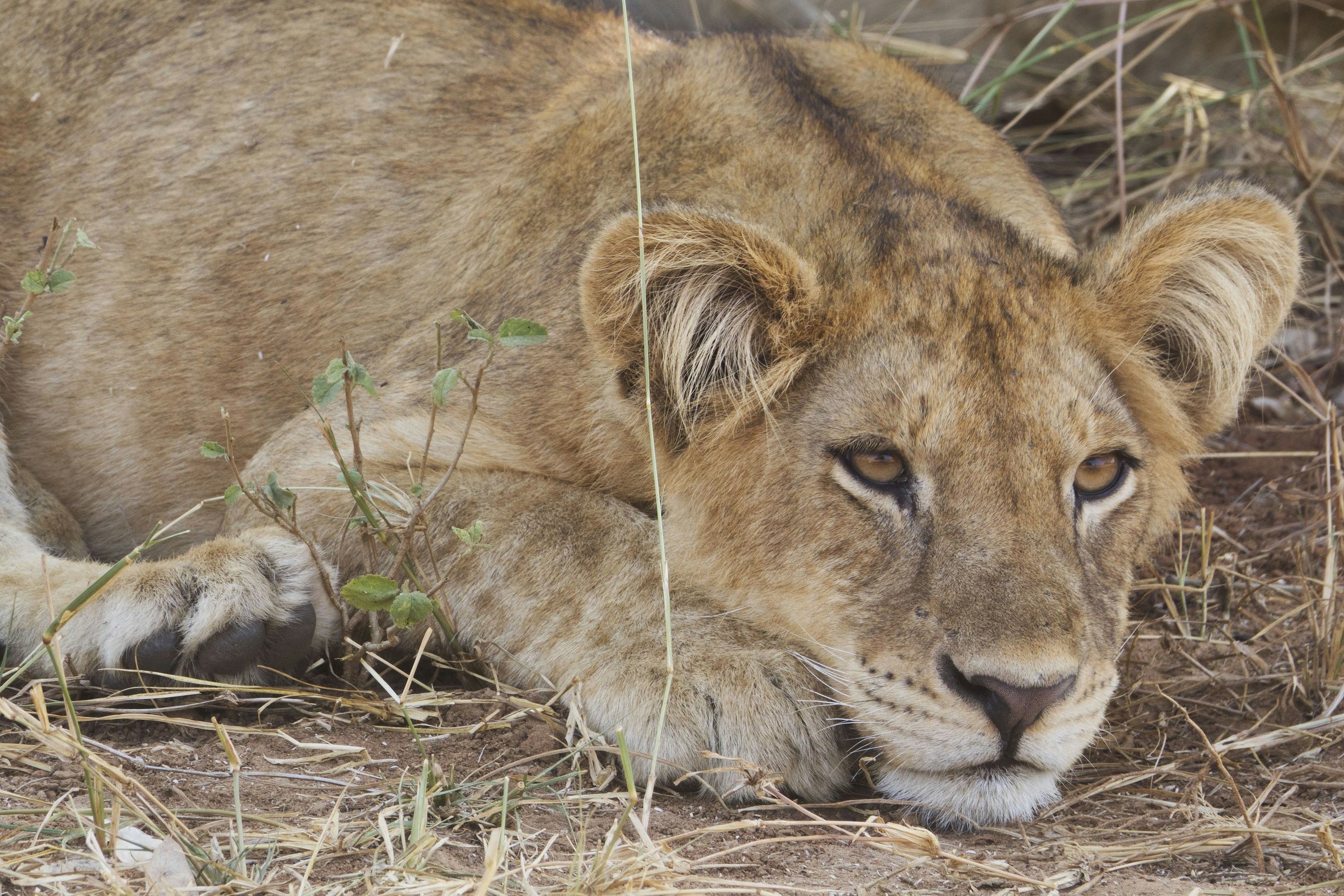 Eyes on the Quiet Hunter: A Lying Lioness in Warm Grass
