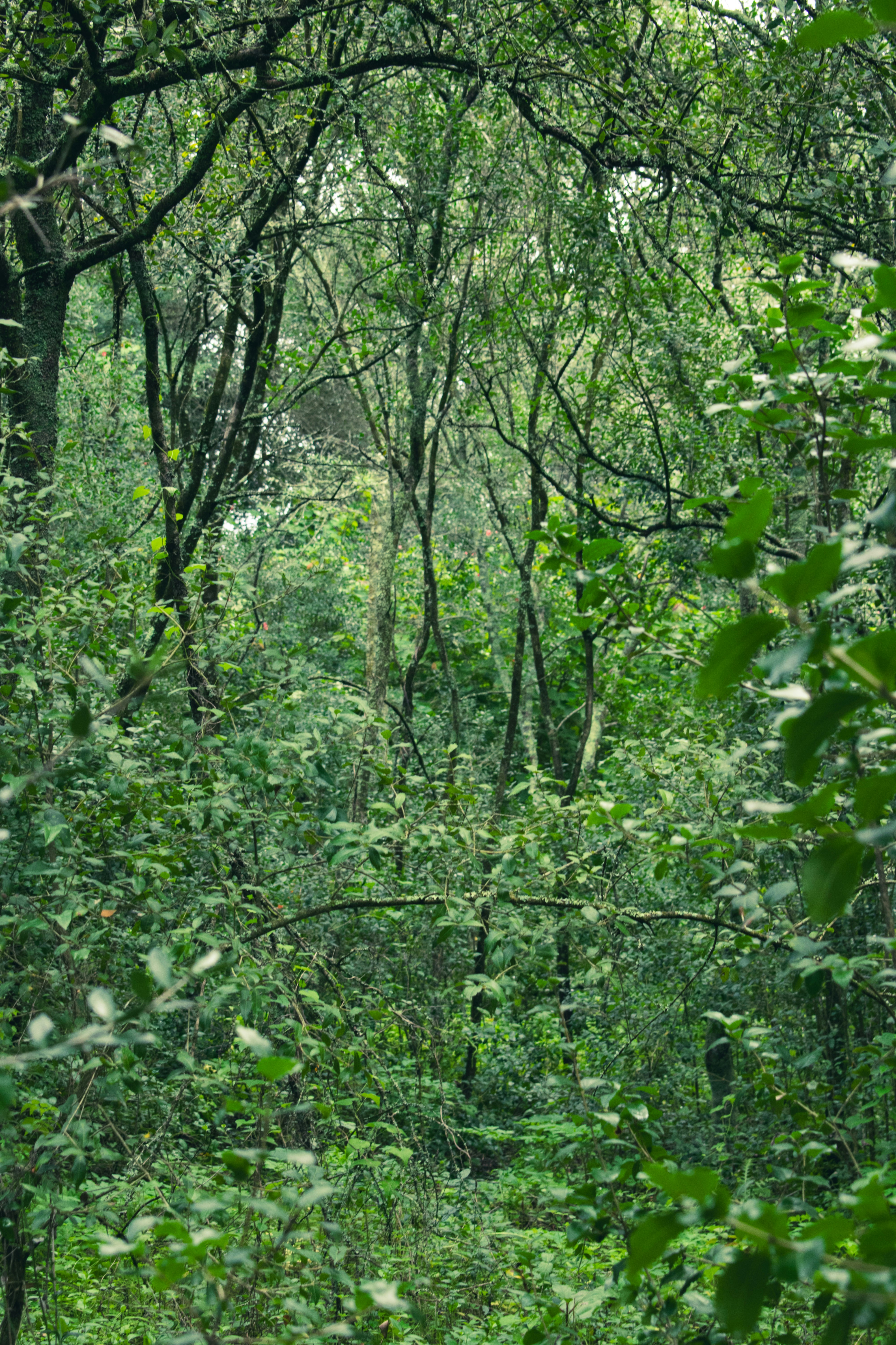Verdant Thicket: Sunlight Filtering Through a Dense Forest Corridor