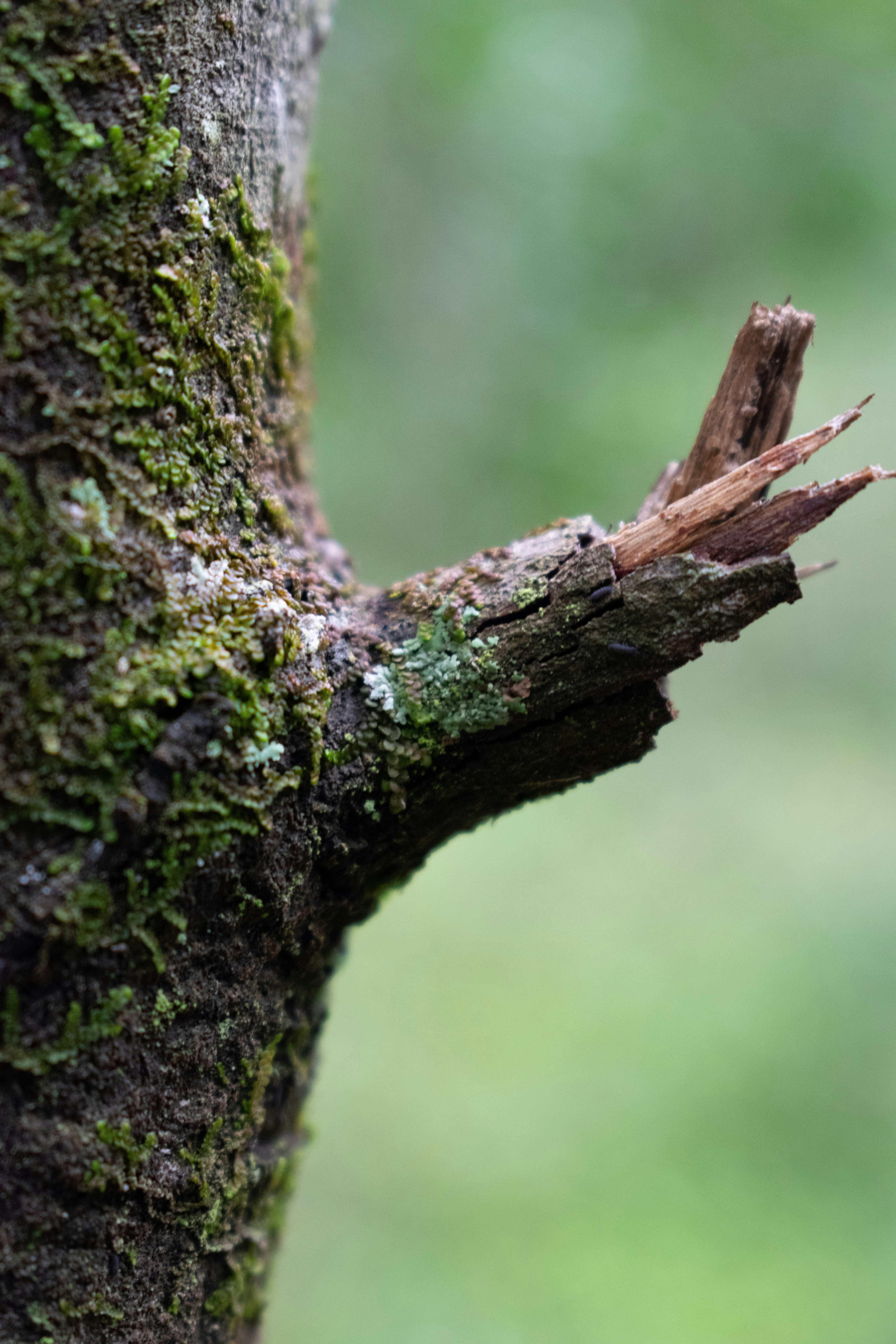 Moss-Crowned Trunk with Split Branch shorn by Time