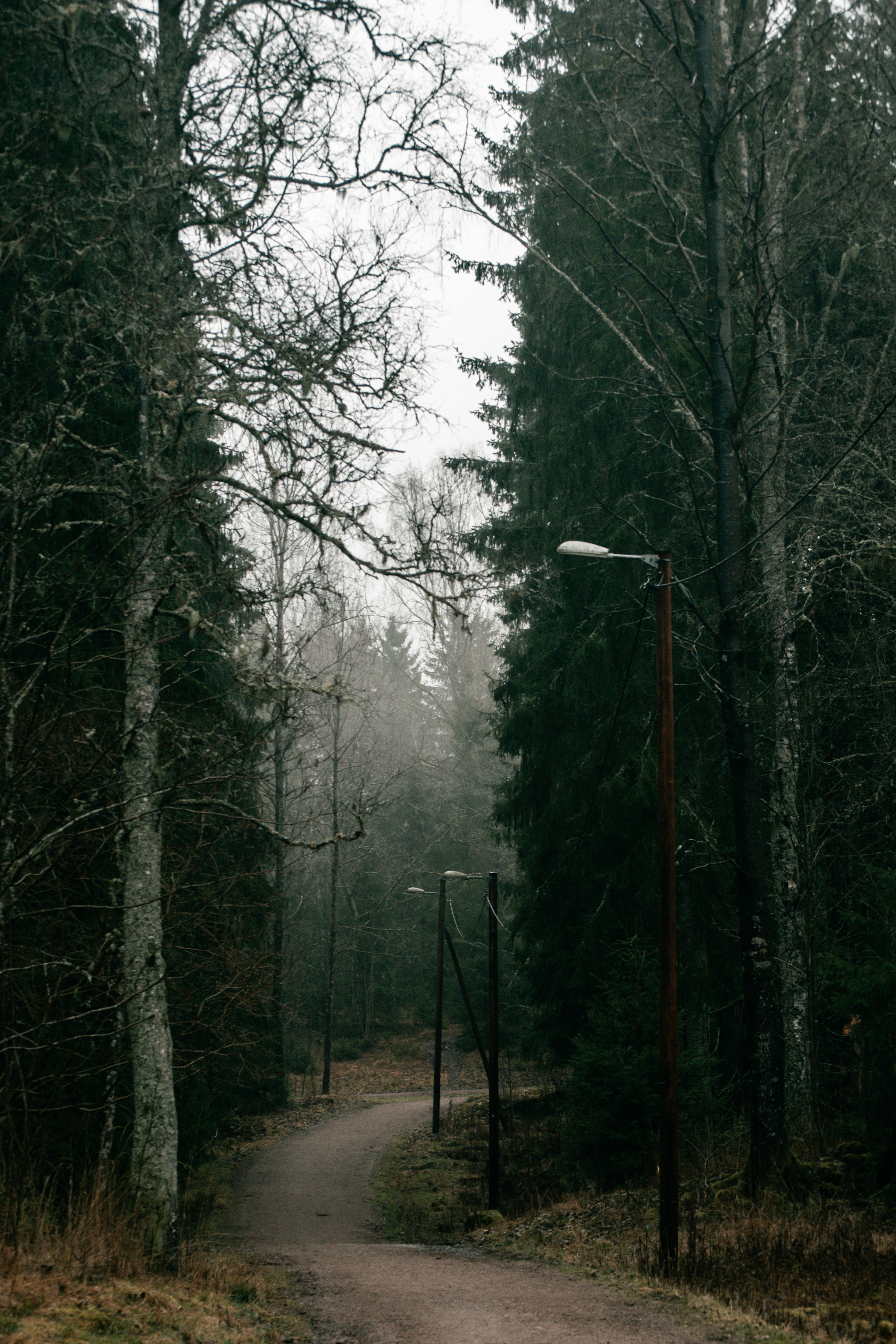 Whispering Path Through Foggy Pines