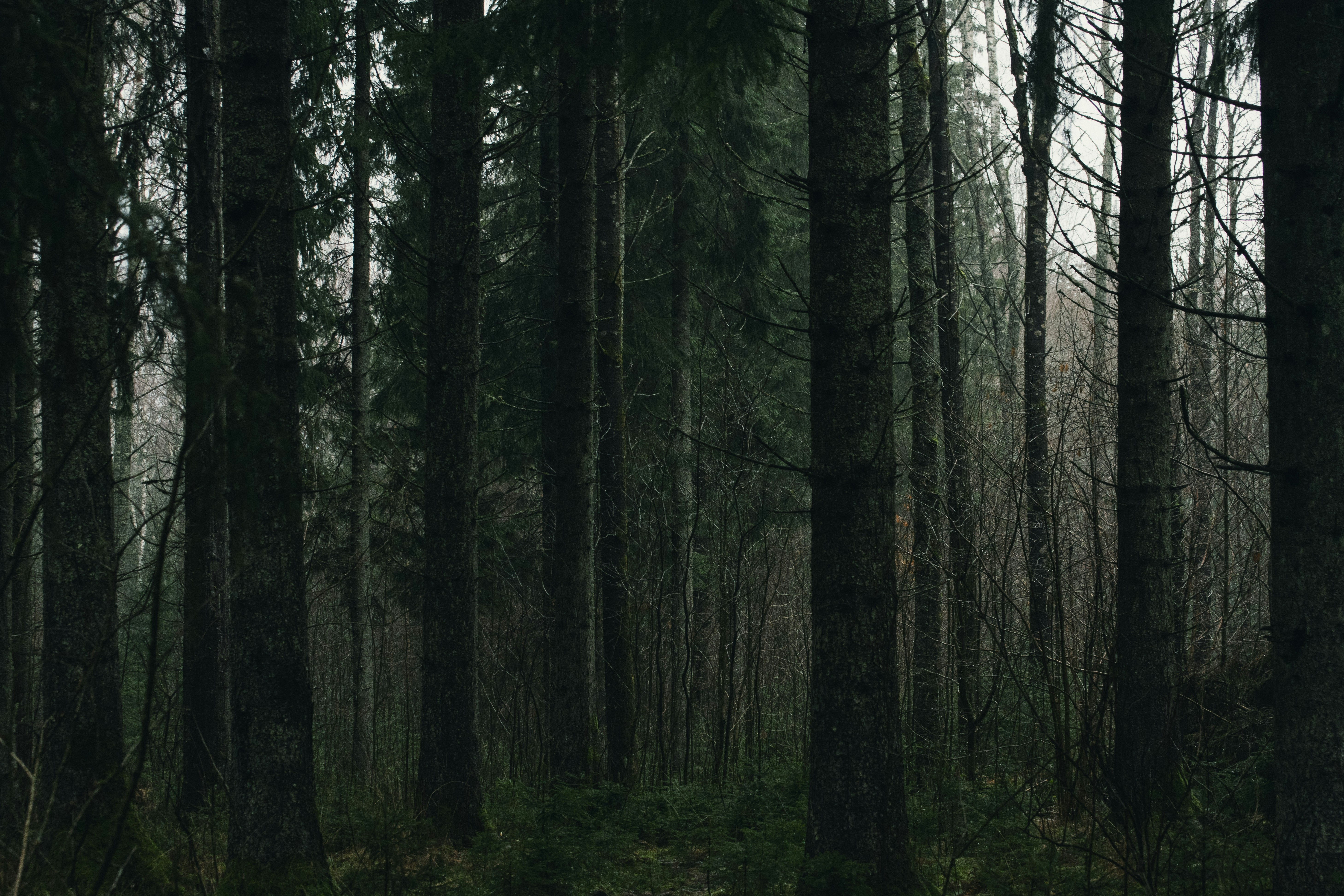 Whispering Trunks: A Misty Forest Corridor
