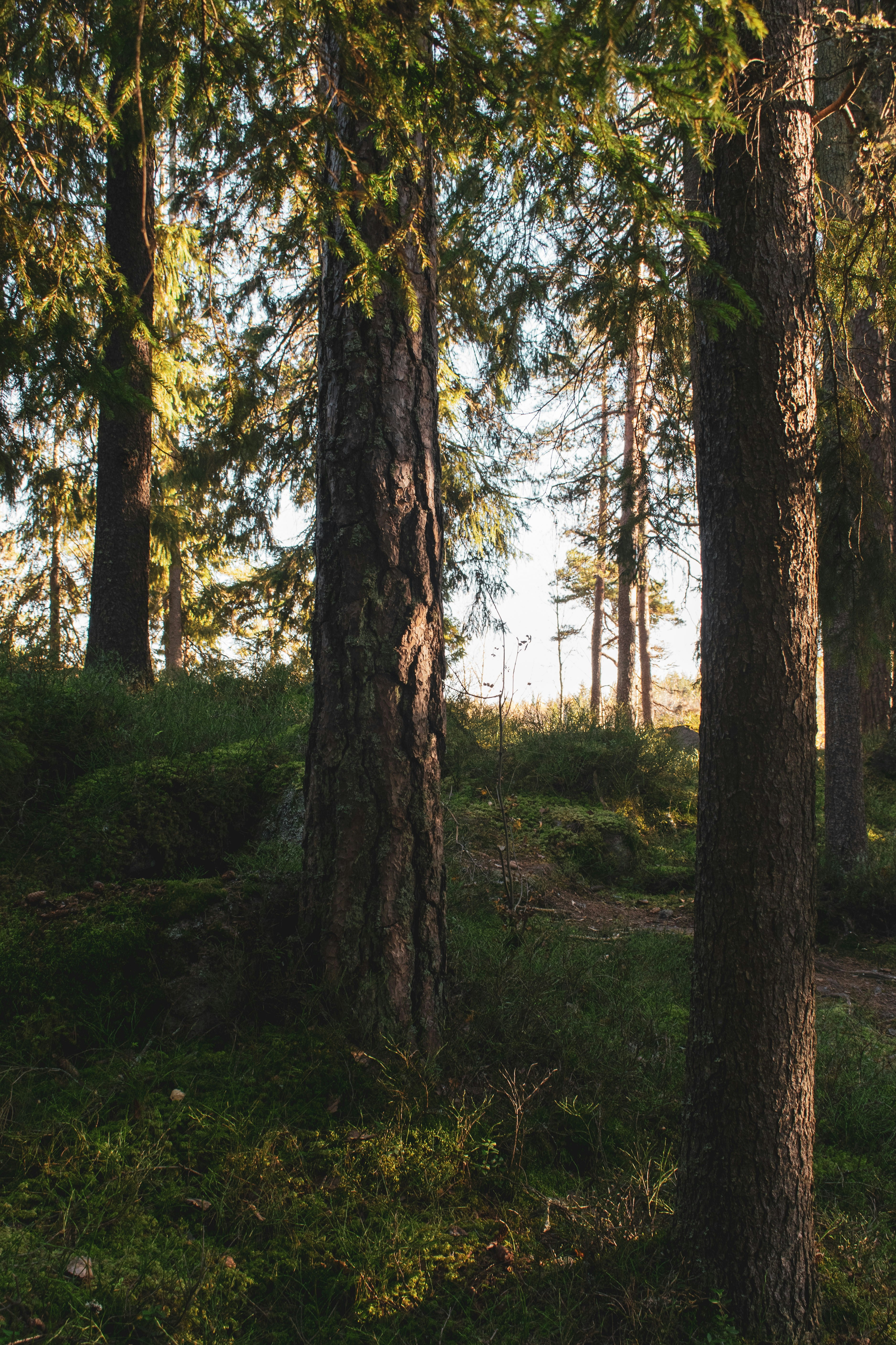 Sunlit Sentinel: A Quiet Forest Corridor Framed by Pinned Pines