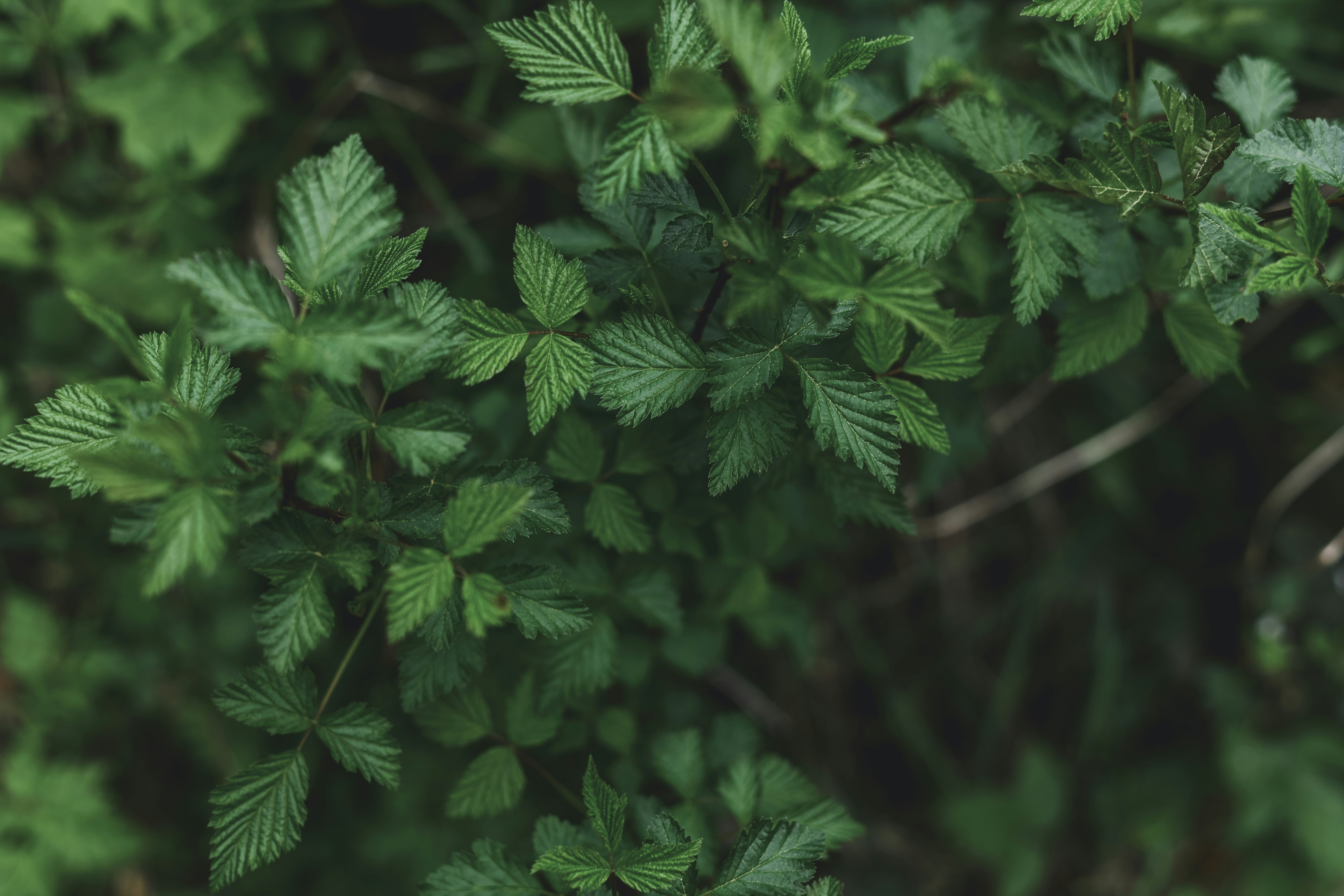 Emerald Foliage in Soft Focus Light