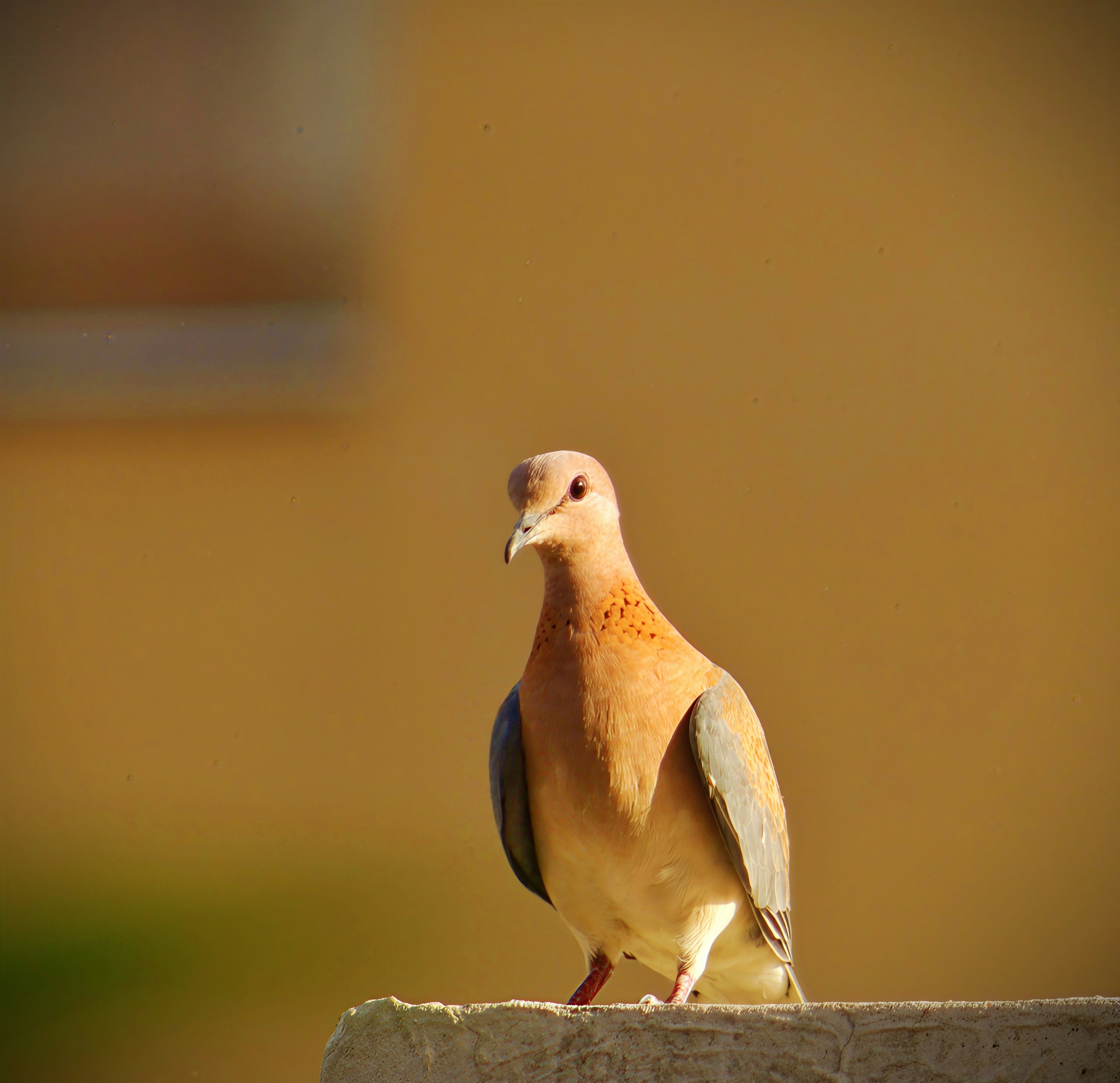 Pigeon on a Cornered Pedestal