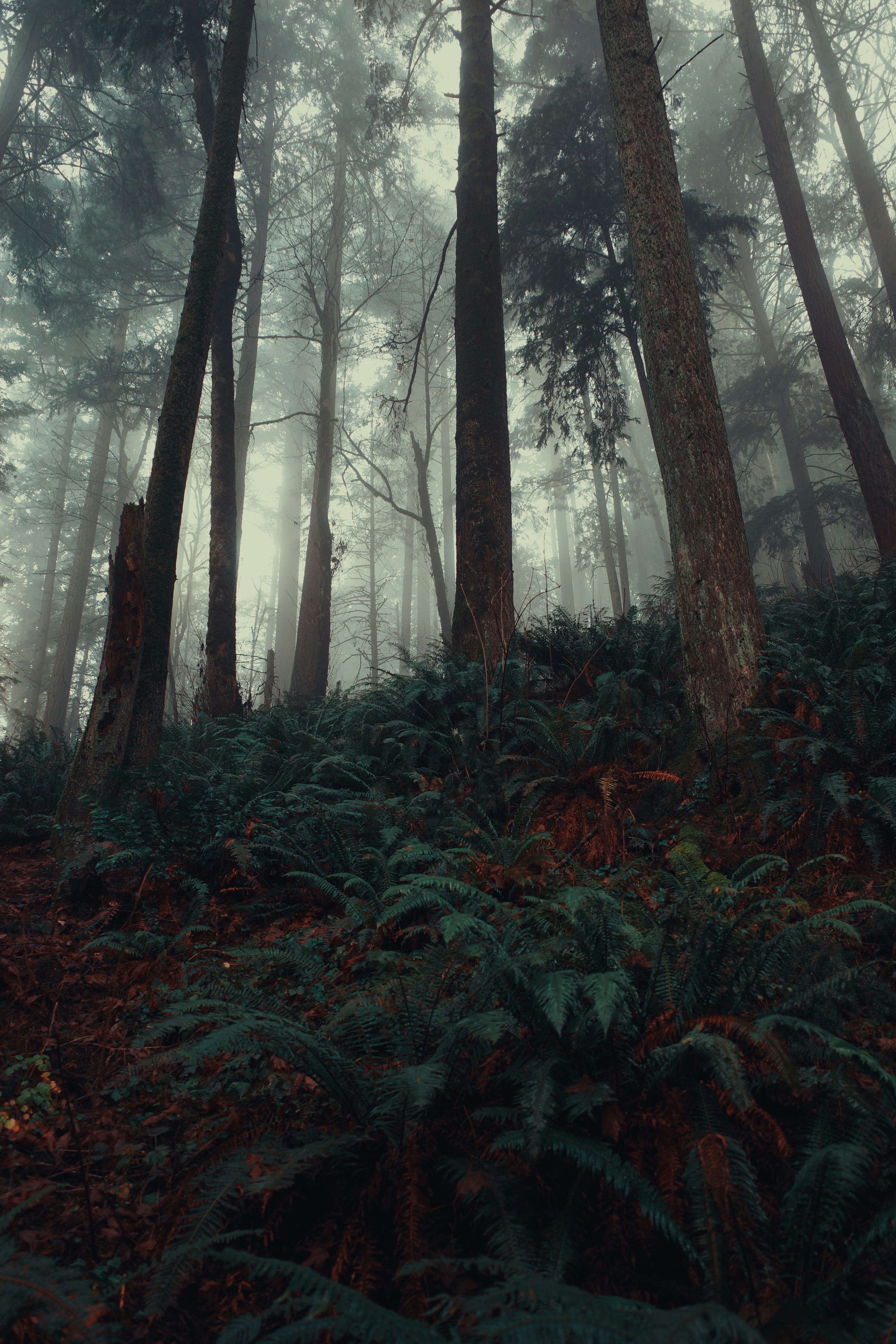 Mist-Soaked Glen: Ferns at the Trunked Edge