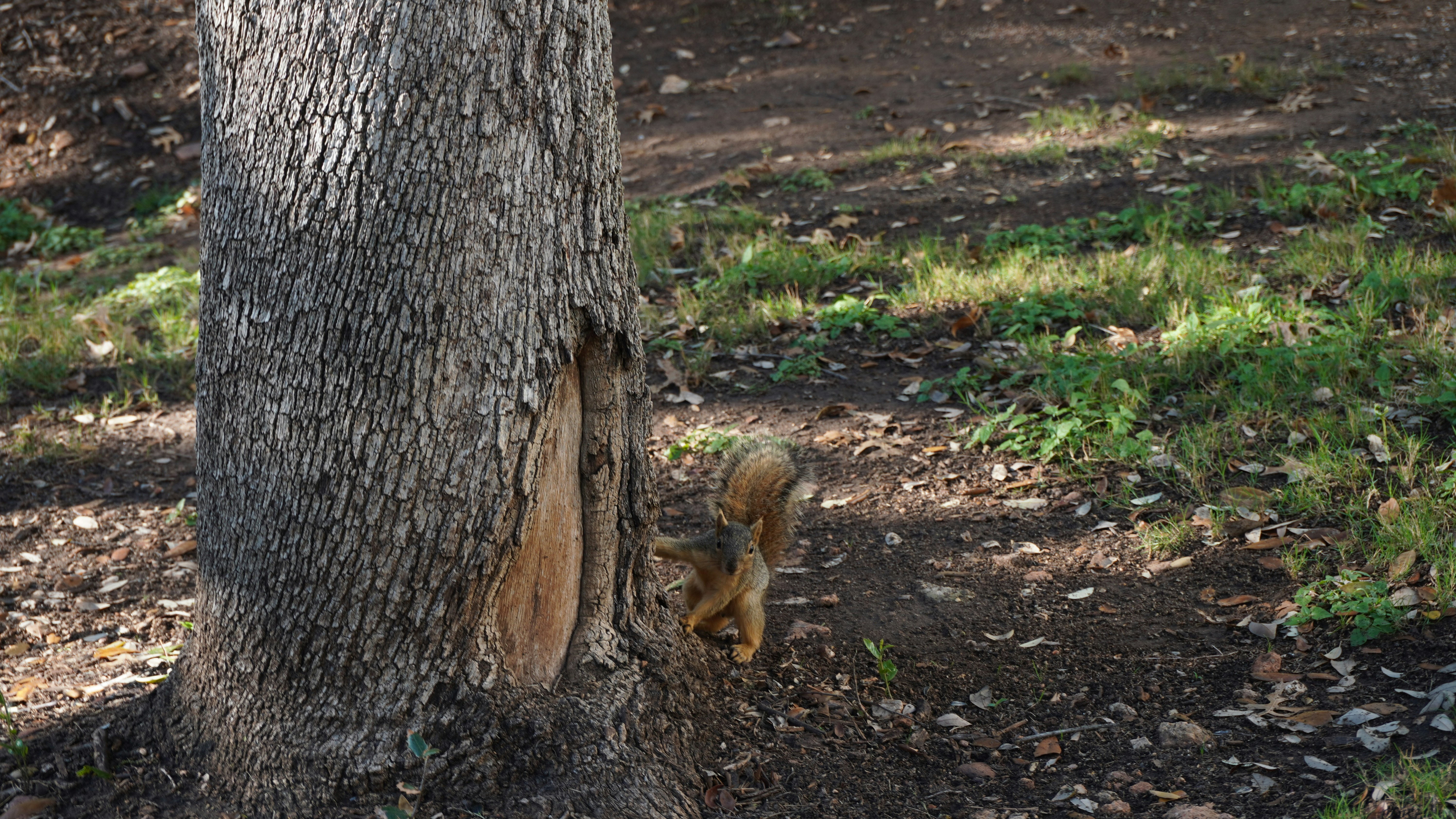 Small squirrel clings to a tree trunk at the edge of a woodland floor with dappled light and scattered leaves.