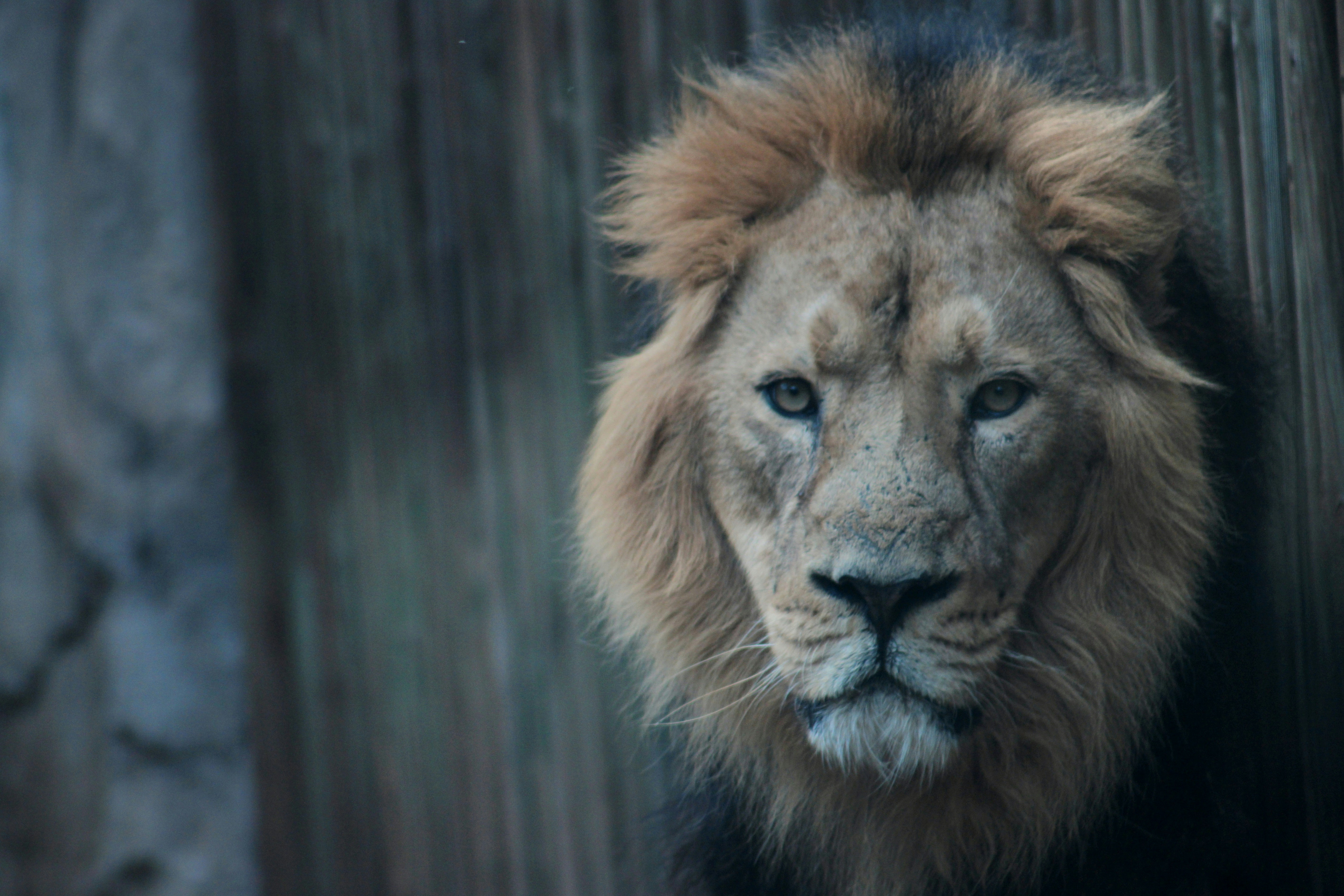 Majestic Leader Behind Slats