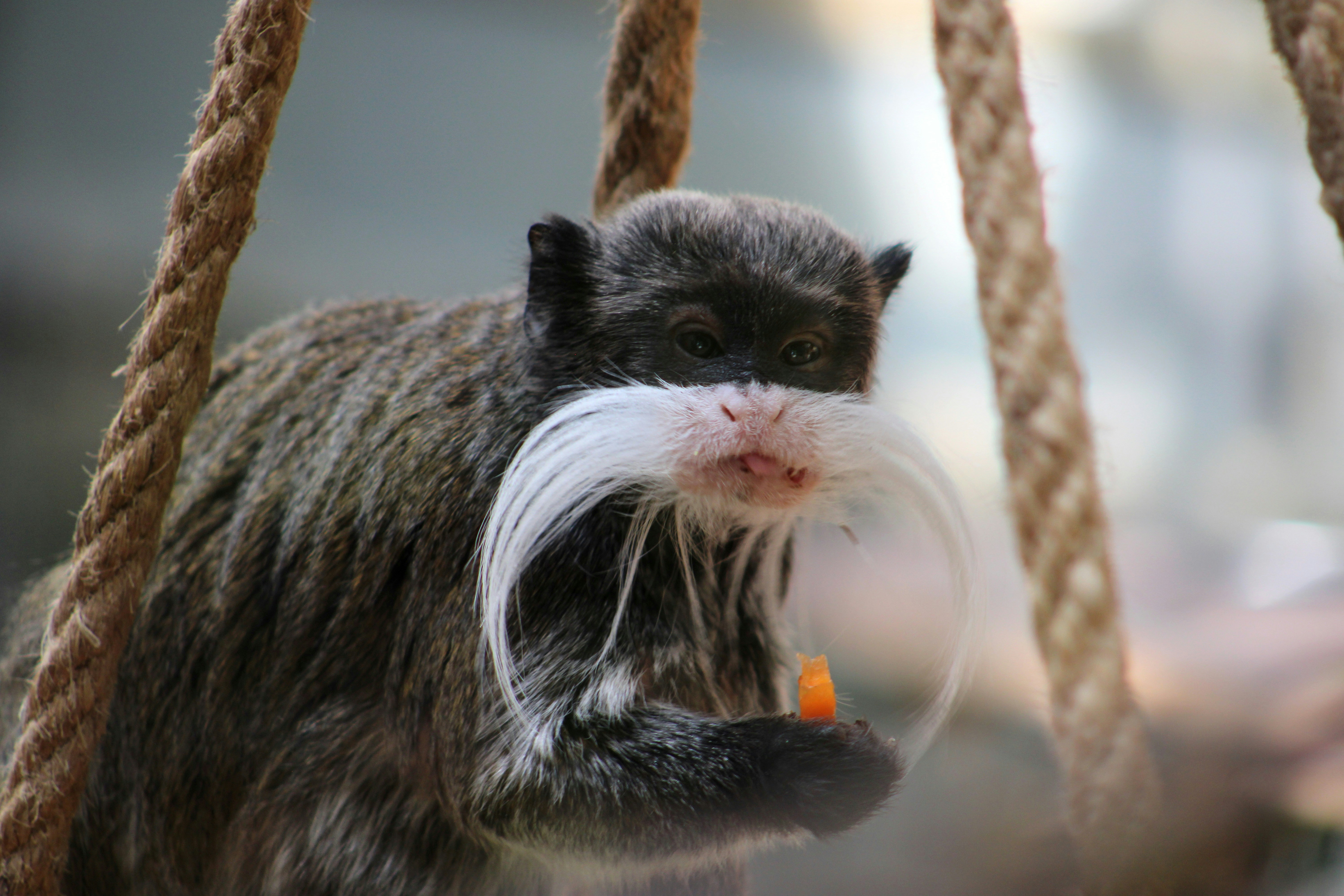 White-Handlebar Bonnet: A Close-Up of a Bearded Marmoset Amid Hanging Fibers