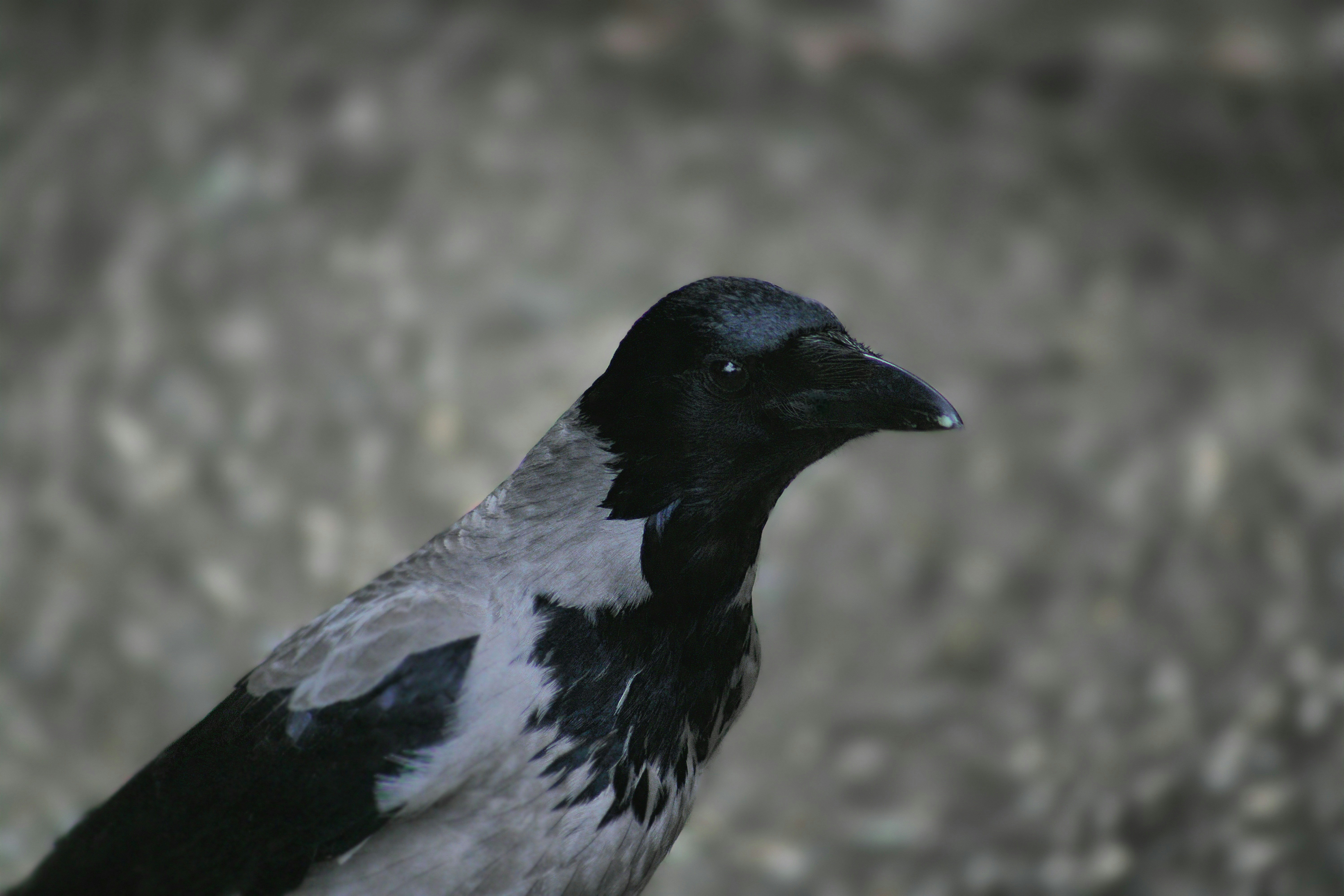 Mid-Gray Messenger: A Hooded Crow Portrait in Soft Focus