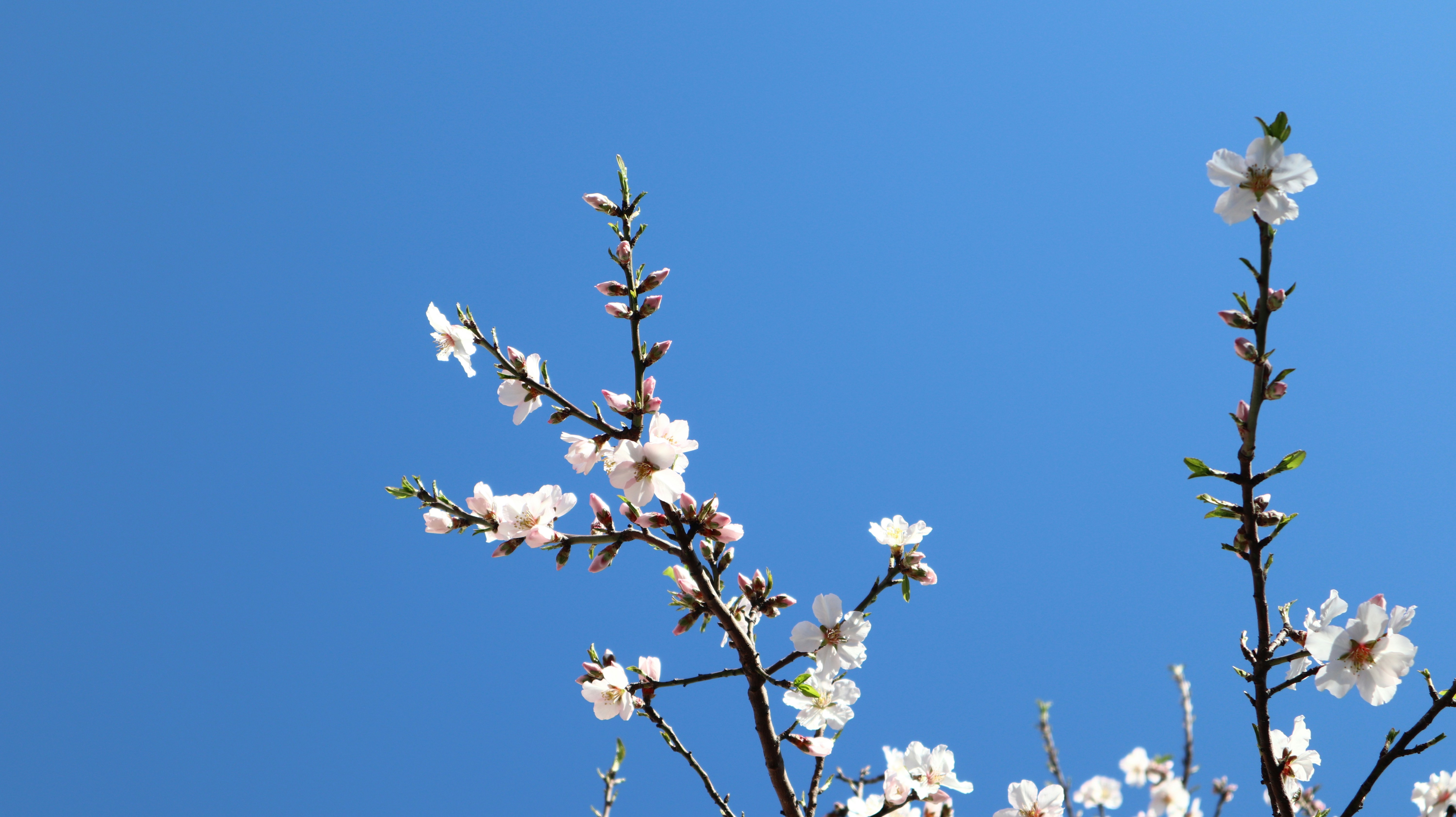 White blossoms on branches against a clear blue sky