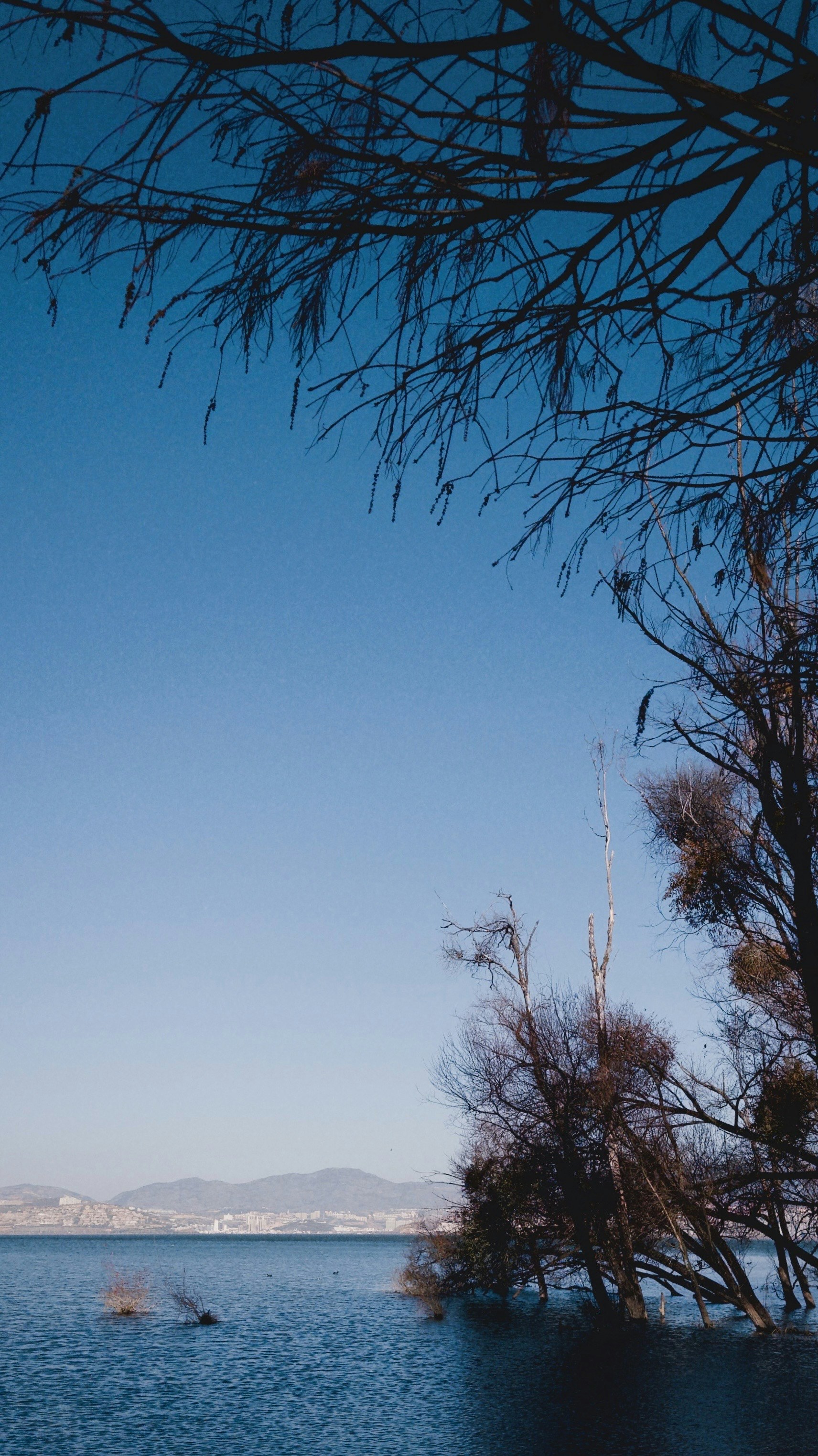 Shoreline Ink: Bare Trees Framing a Calm Lake